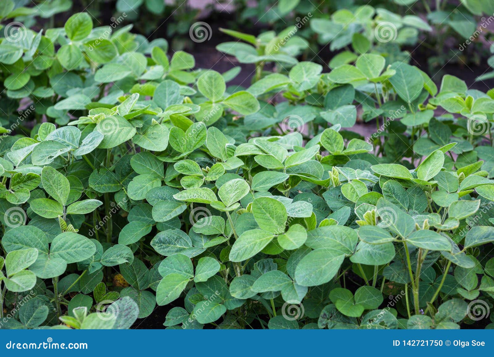 Fresh Green Soy Plants on the Field in Spring Stock Photo - Image of ...