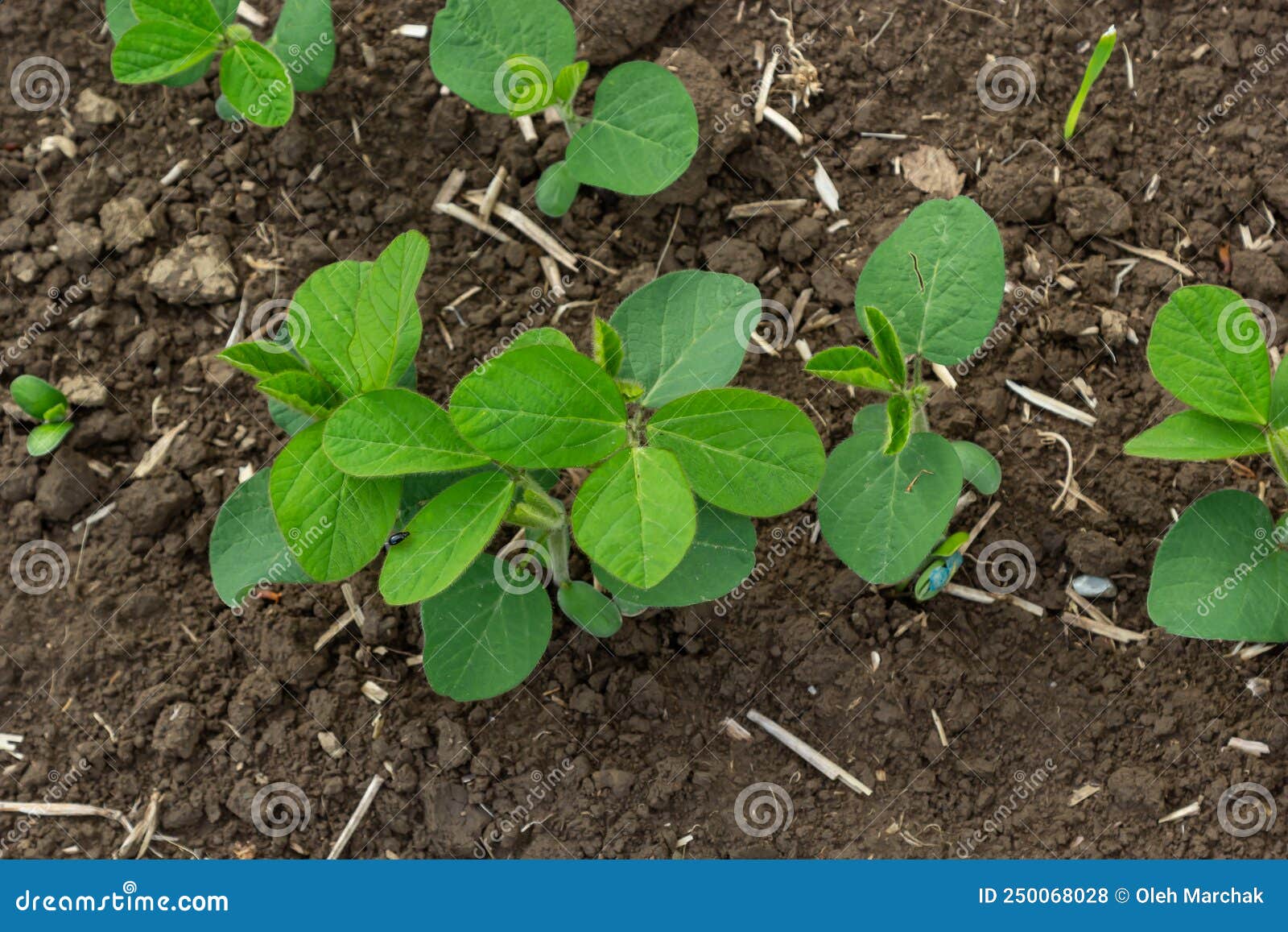 Fresh Green Soy Plants on the Field in Spring. Rows of Young Soybean ...