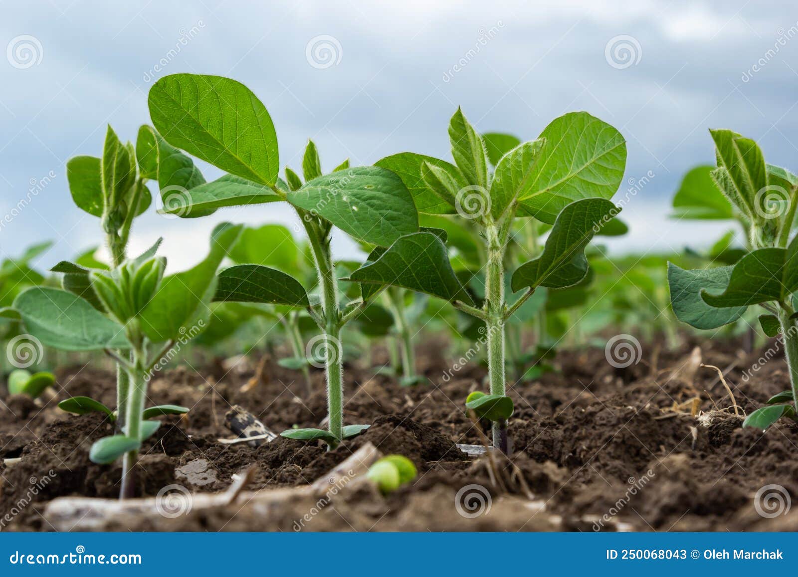 Fresh Green Soy Plants on the Field in Spring. Rows of Young Soybean ...