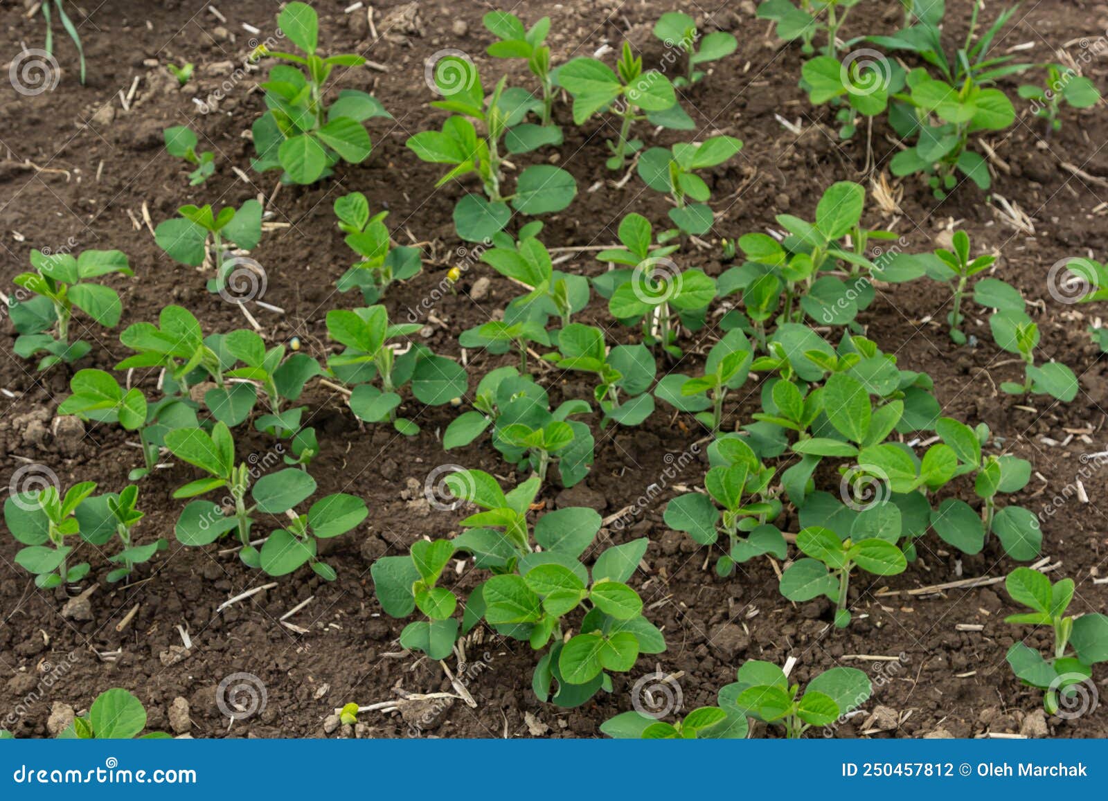 Fresh Green Soy Plants on the Field in Spring. Rows of Young Soybean ...