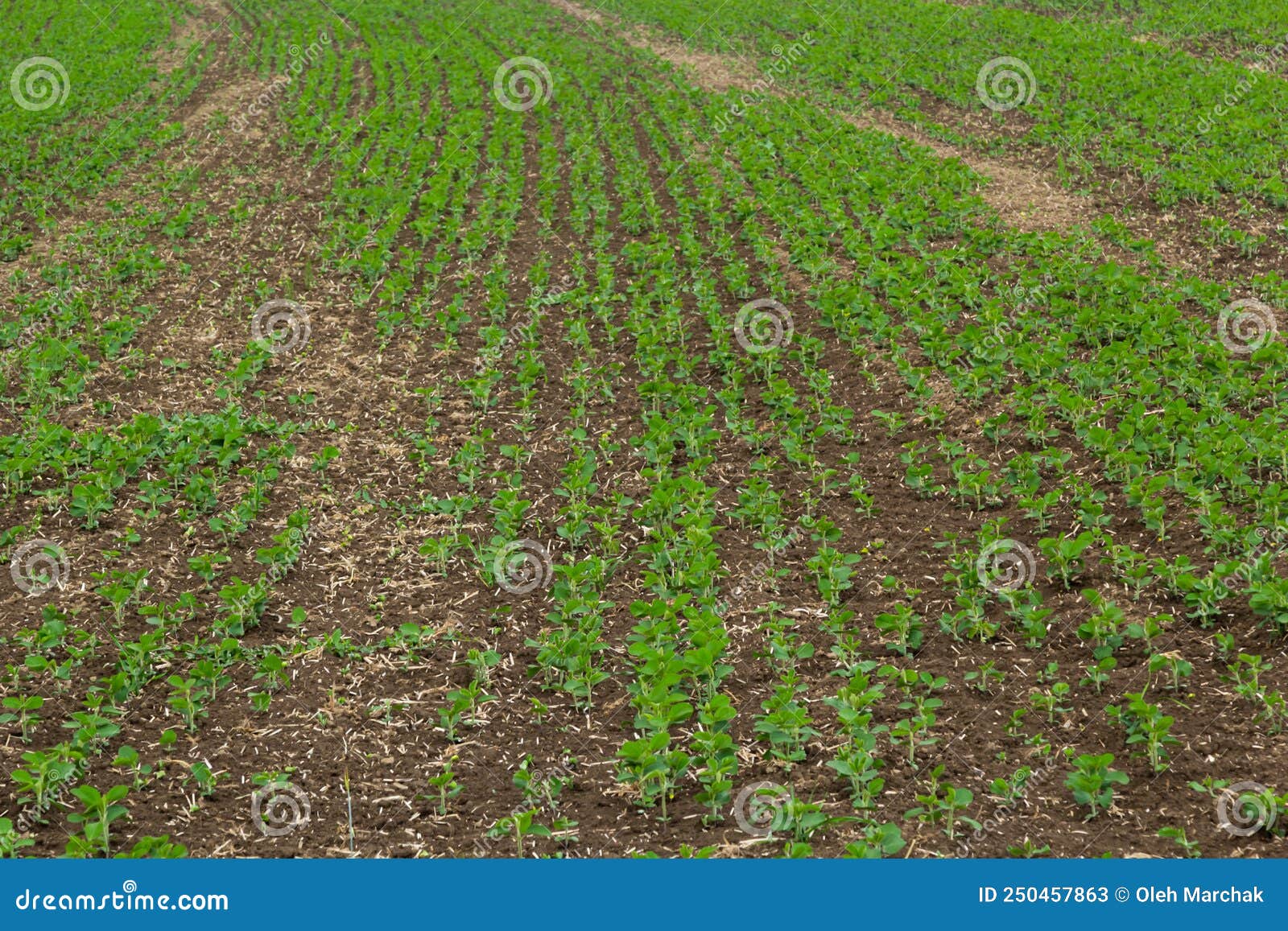 Fresh Green Soy Plants on the Field in Spring. Rows of Young Soybean ...