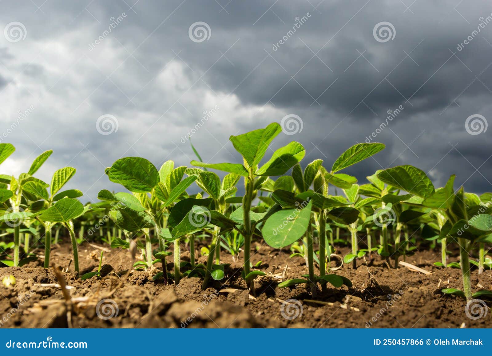 Fresh Green Soy Plants on the Field in Spring. Rows of Young Soybean ...