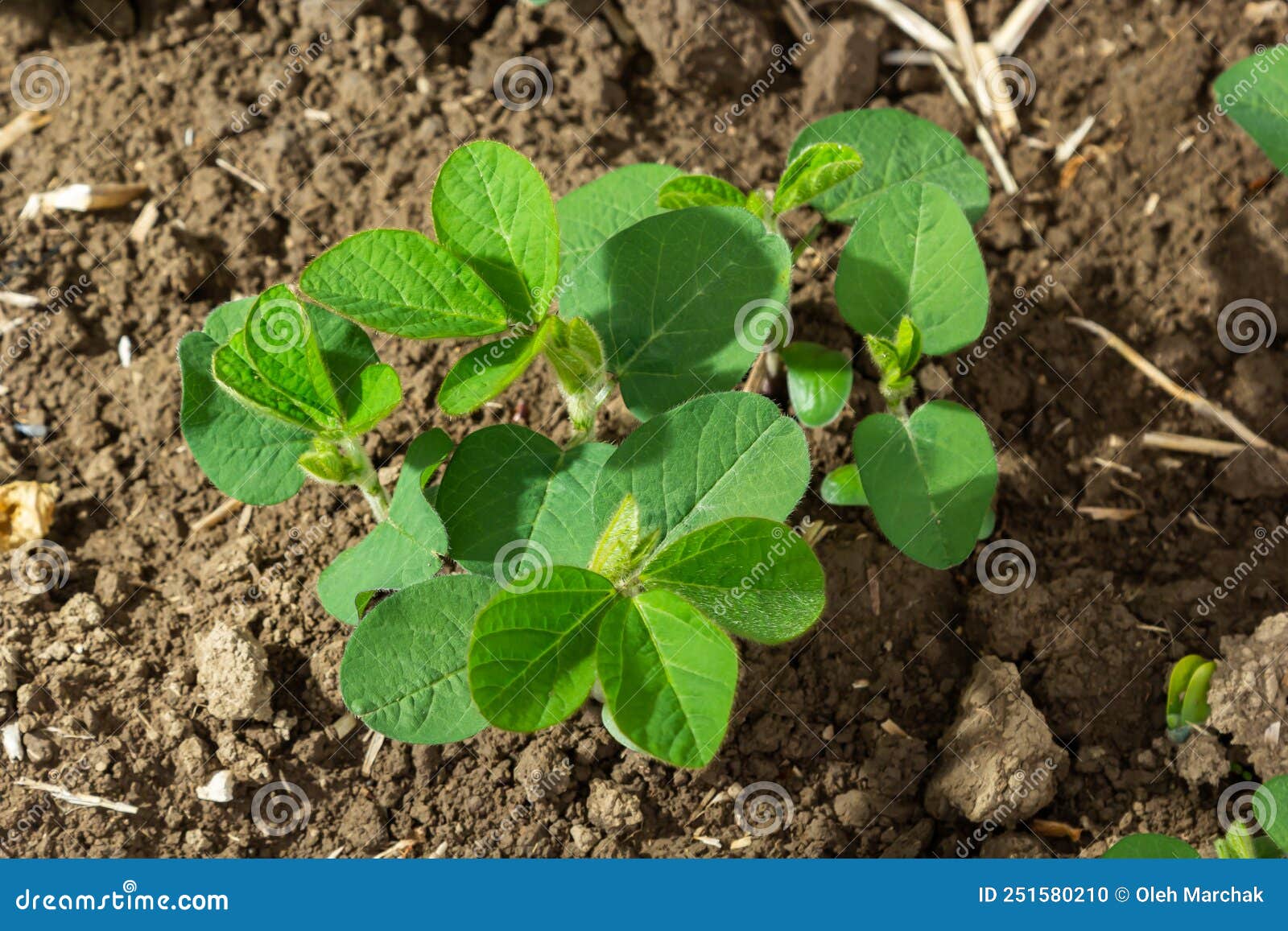 Fresh Green Soy Plants on the Field in Spring. Rows of Young Soybean ...