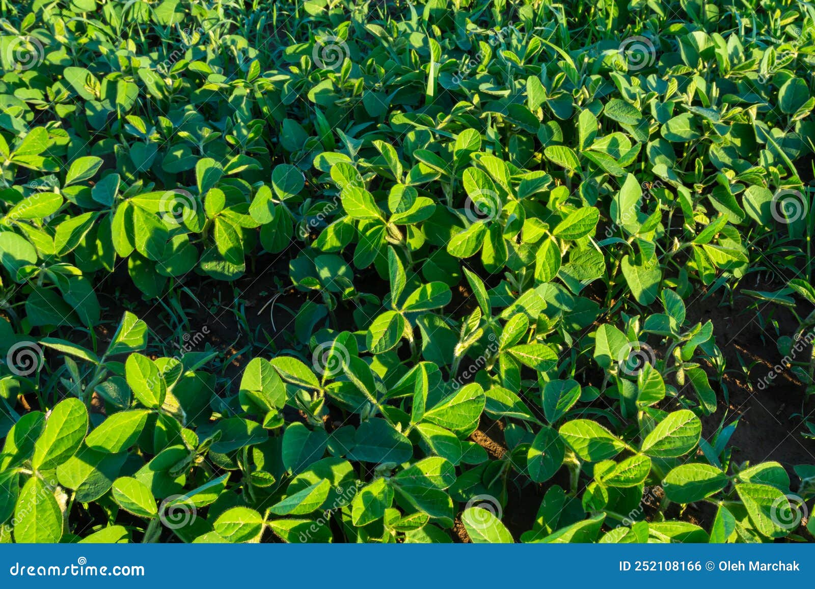Fresh Green Soy Plants on the Field in Spring. Rows of Young Soybean ...