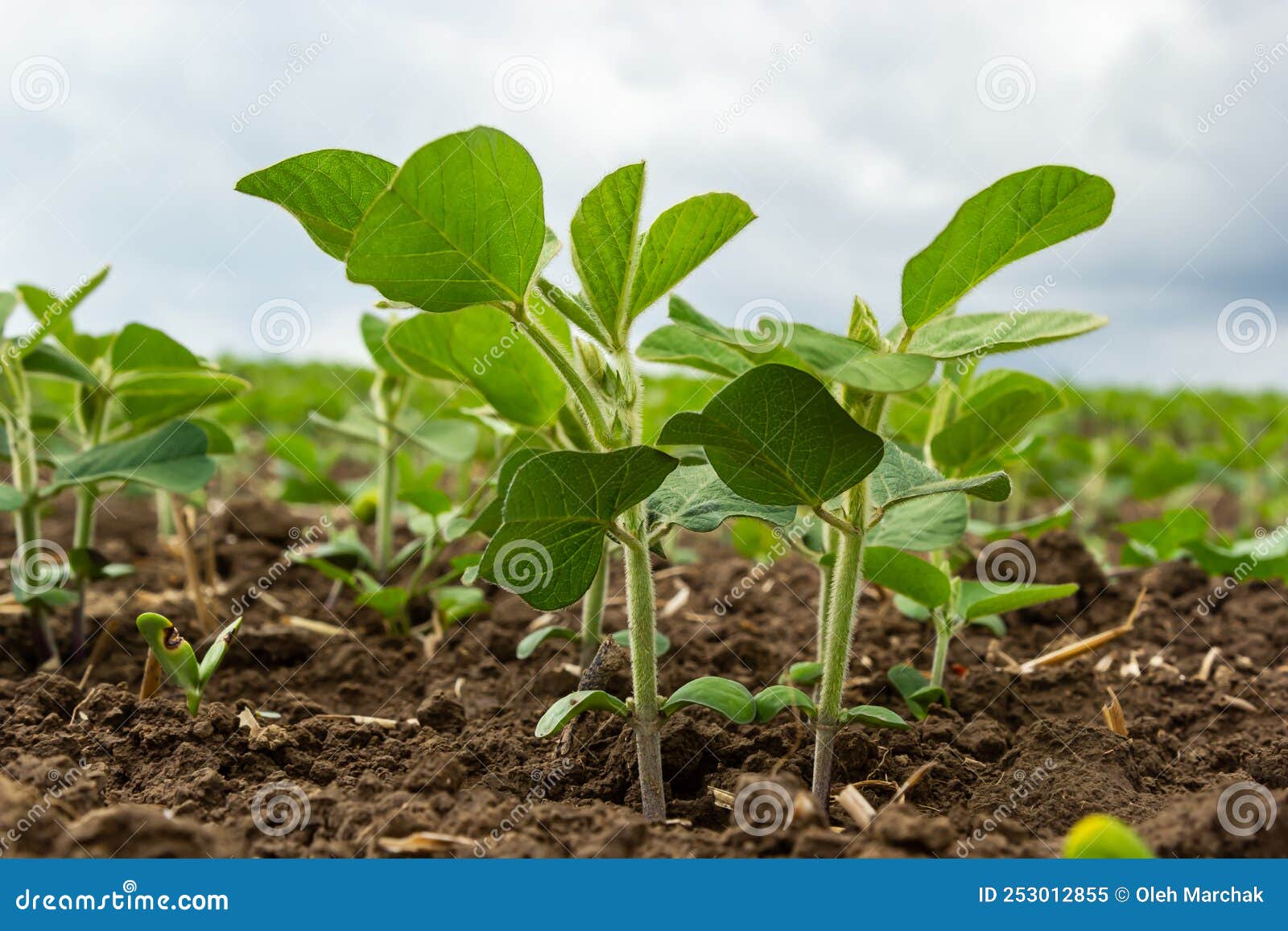 Fresh Green Soy Plants on the Field in Spring. Rows of Young Soybean ...