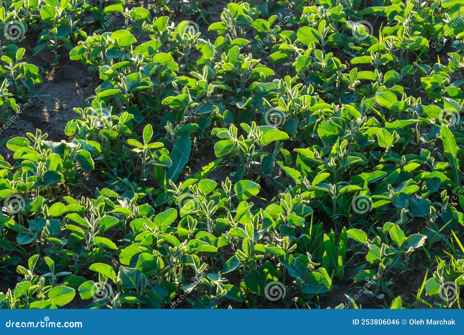 Fresh Green Soy Plants on the Field in Spring. Rows of Young Soybean ...