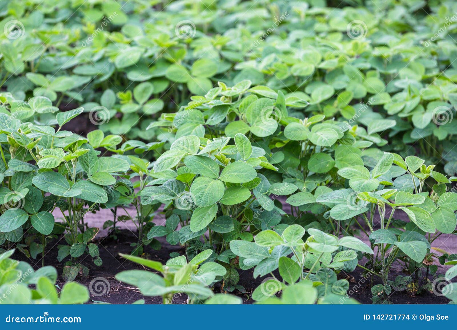 Fresh Green Soy Plants on the Field in Spring Stock Photo - Image of ...