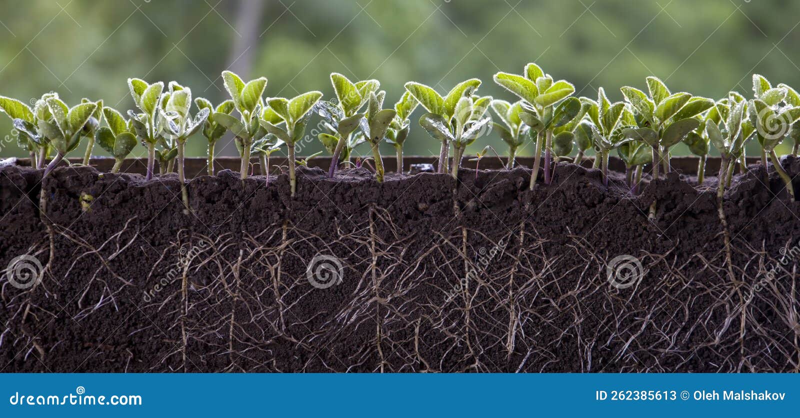 Fresh Green Soybean Plants with Roots Stock Image - Image of drop ...