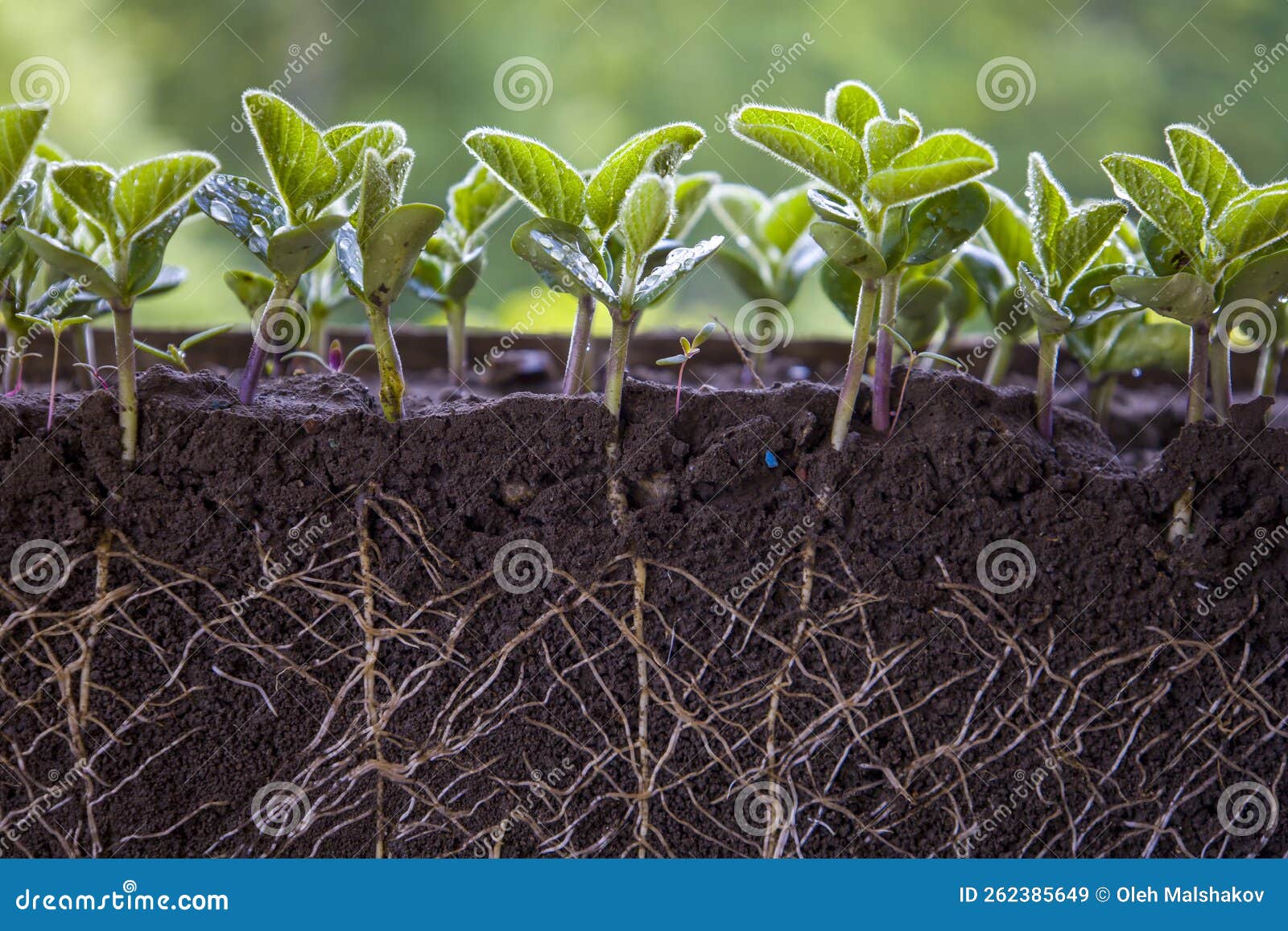 Fresh Green Soybean Plants with Roots Stock Image - Image of plant ...