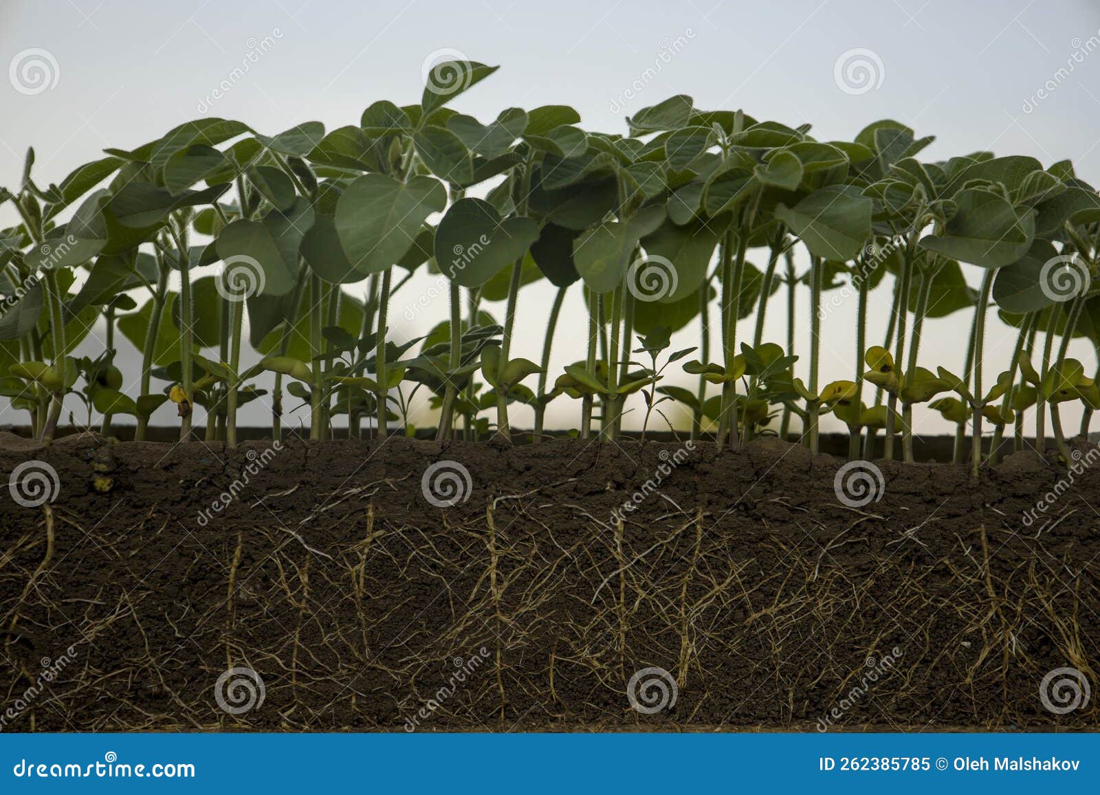 Fresh Green Soybean Plants with Roots Stock Image - Image of nature ...