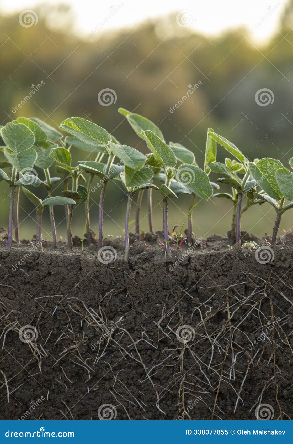 Fresh Green Soybean Plants with Roots Stock Image - Image of soil ...