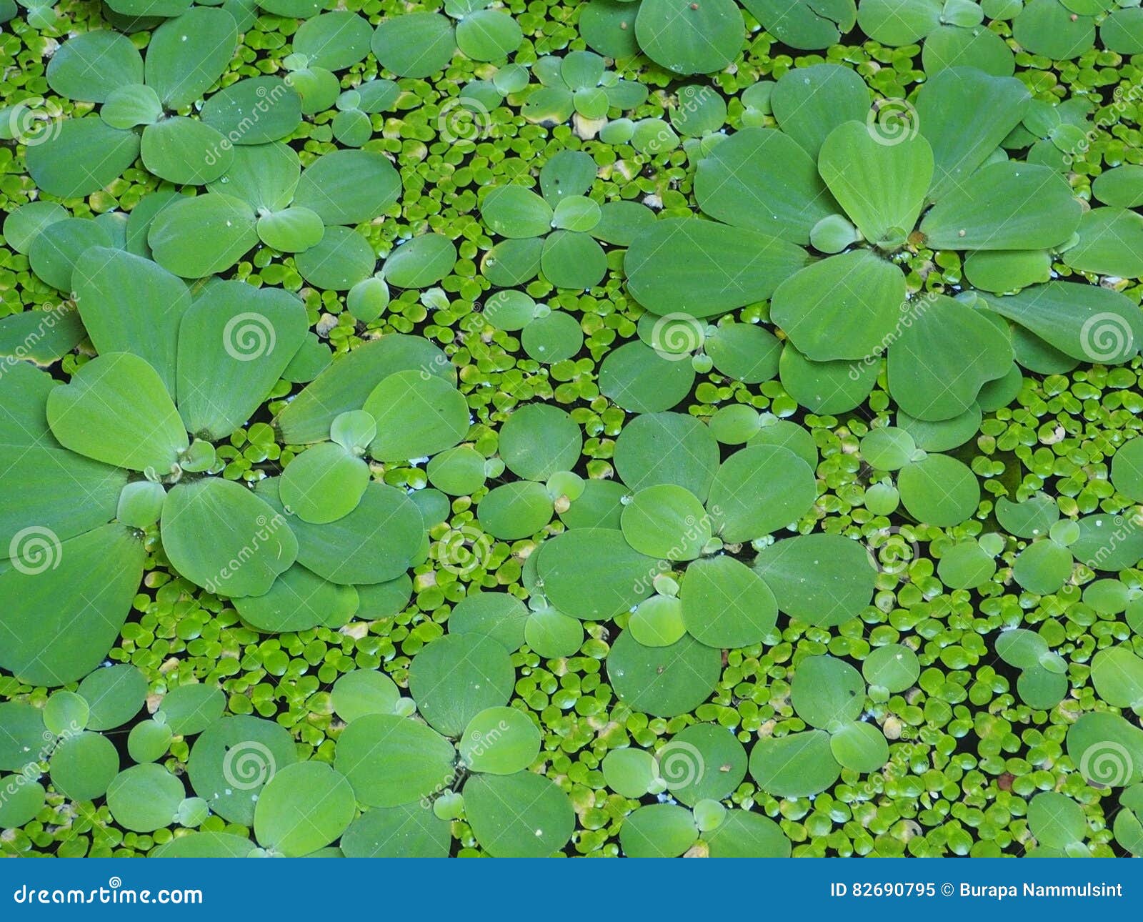 Fresh green spawn texture. stock image. Image of lake - 82690795