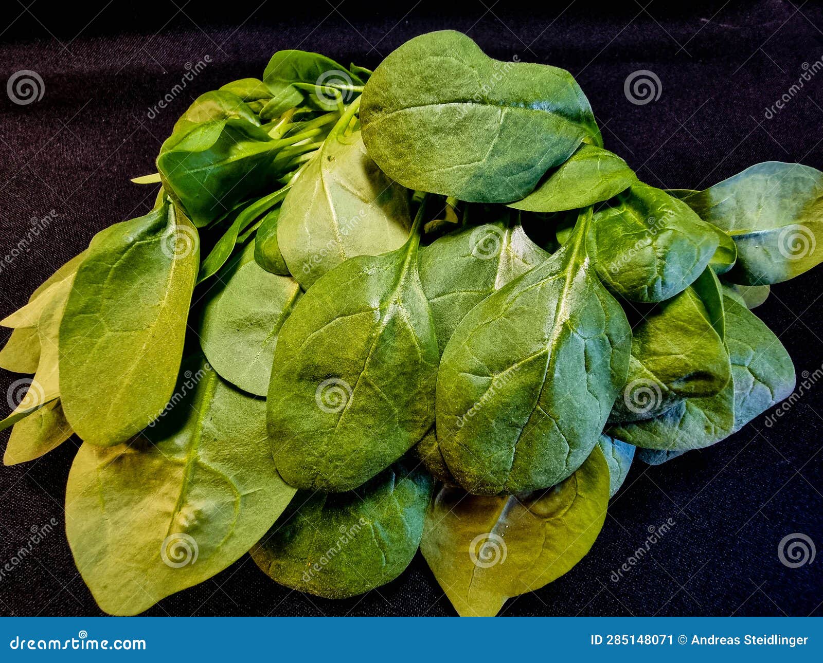 Spinach Spinacia oleracea stock image. Image of agriculture - 285148071