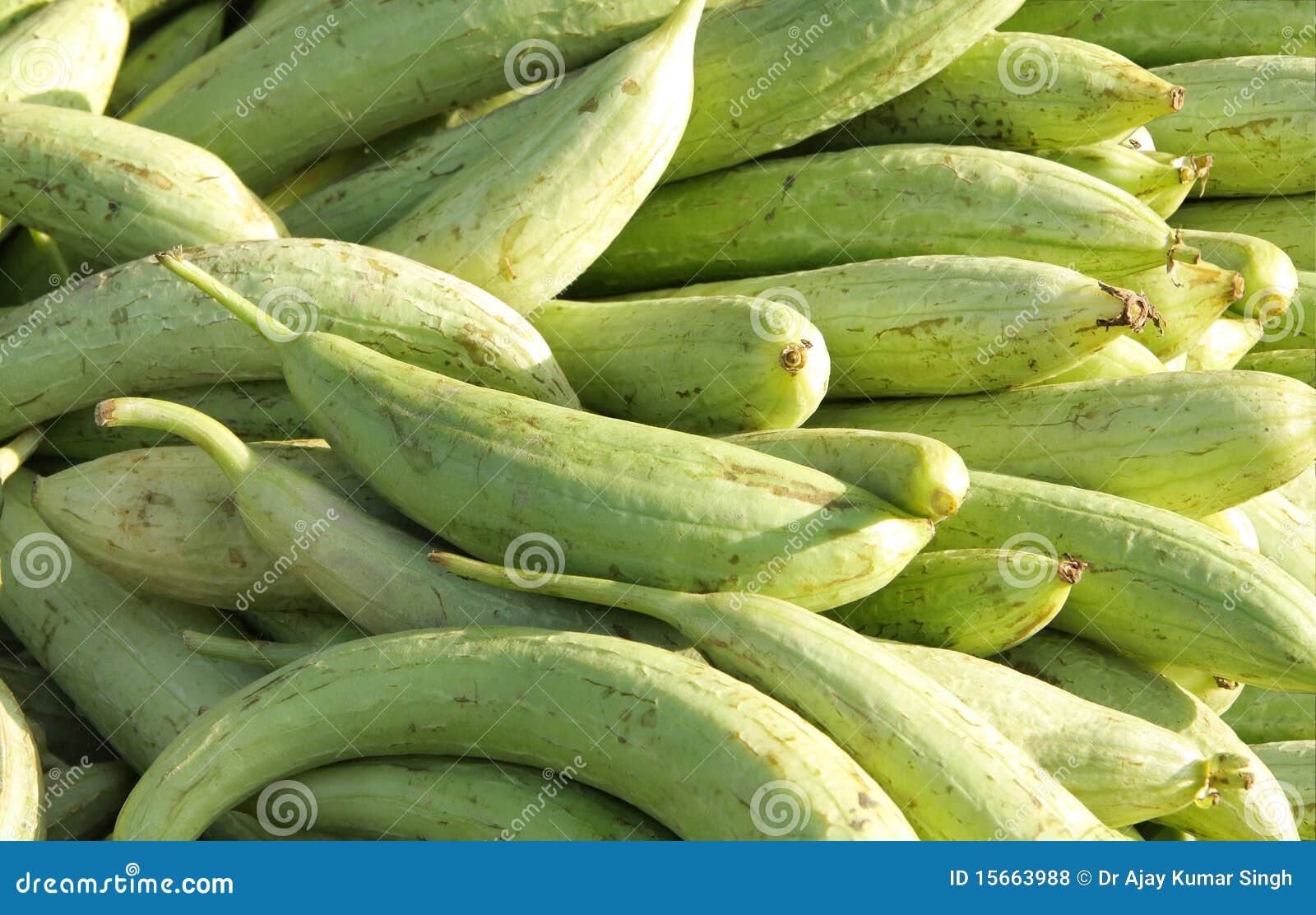 Fresh green sponge gourd stock photo. Image of sponge - 15663988