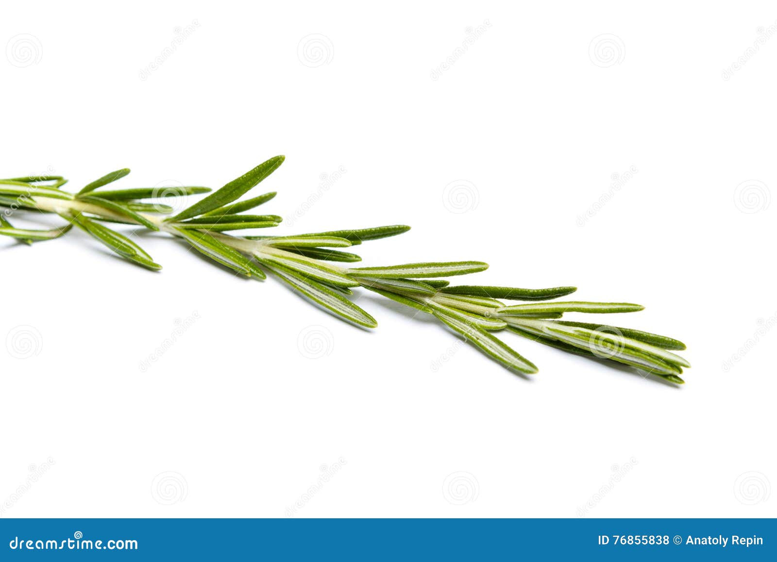 Fresh Green Sprig of Rosemary Stock Photo - Image of culinary, herb ...
