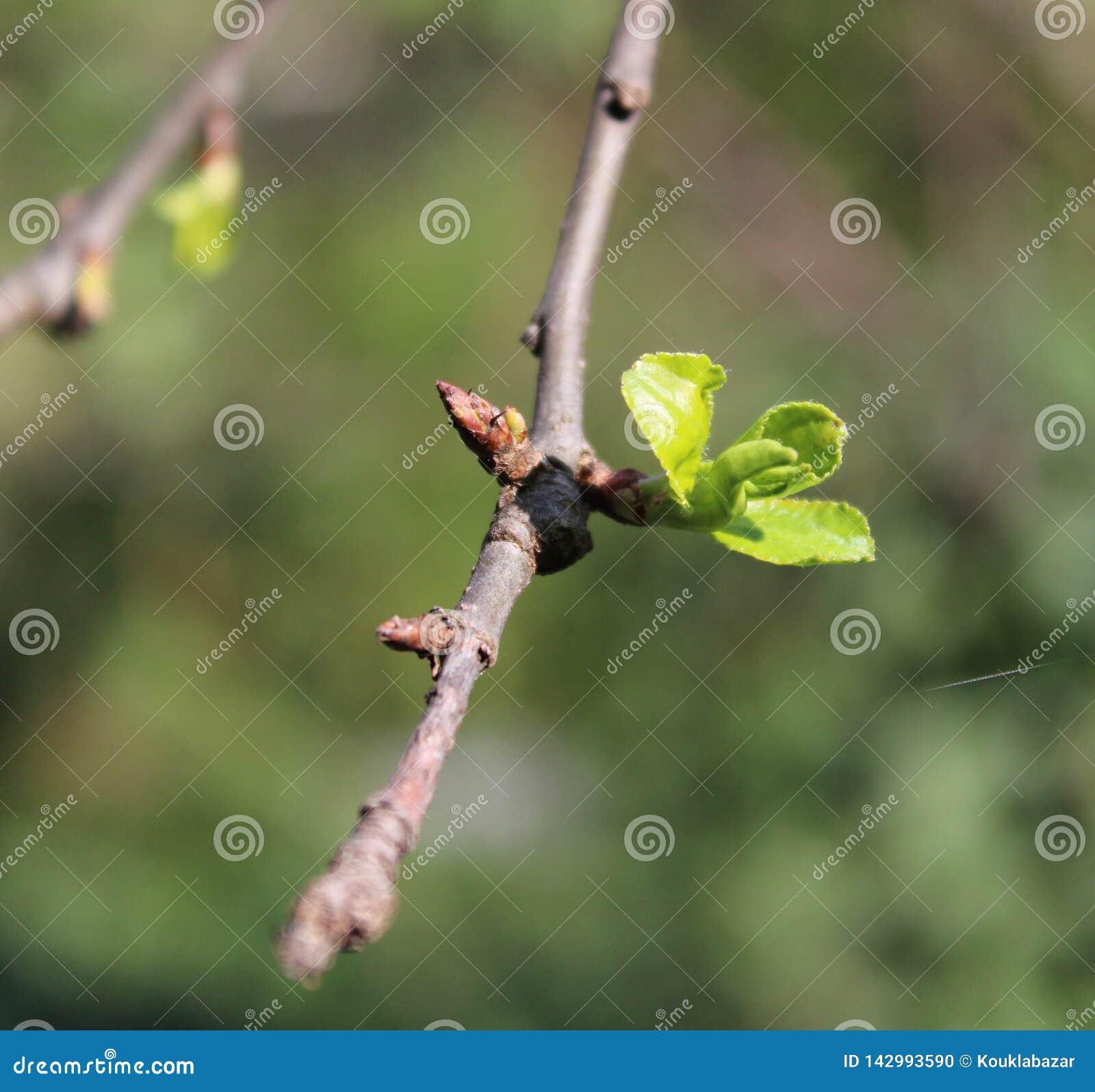 Fresh sprig on a tree stock photo. Image of green, nature - 142993590