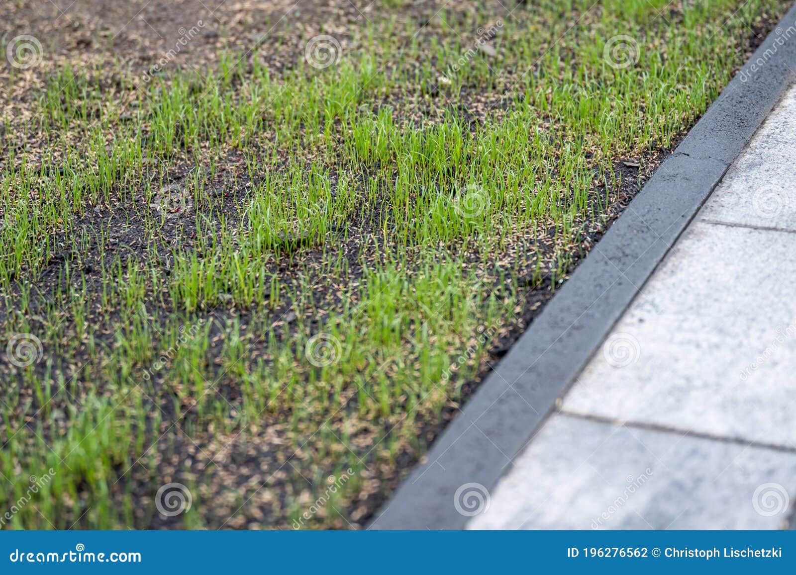 Fresh Green Spring Gras Closeup Lawn Grass Sprouting, Sowing Crops and ...