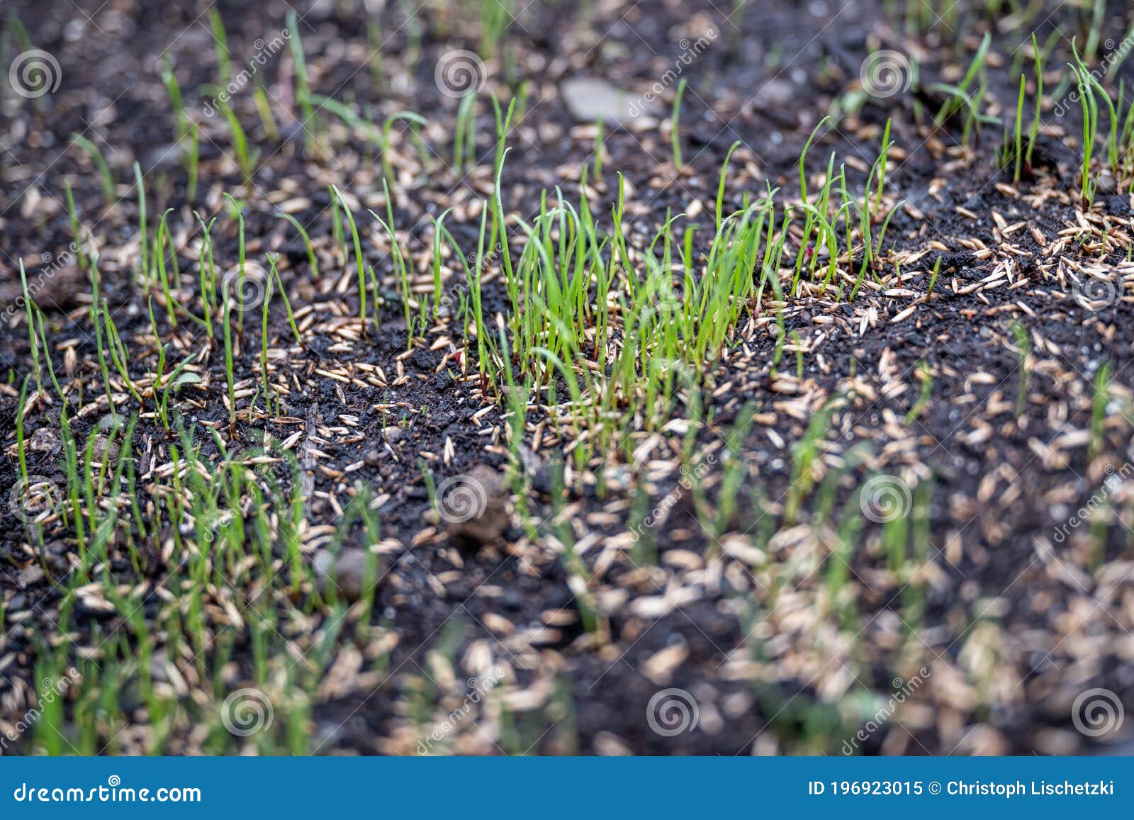 Fresh Green Spring Gras Closeup Lawn Grass Sprouting, Sowing Crops and ...