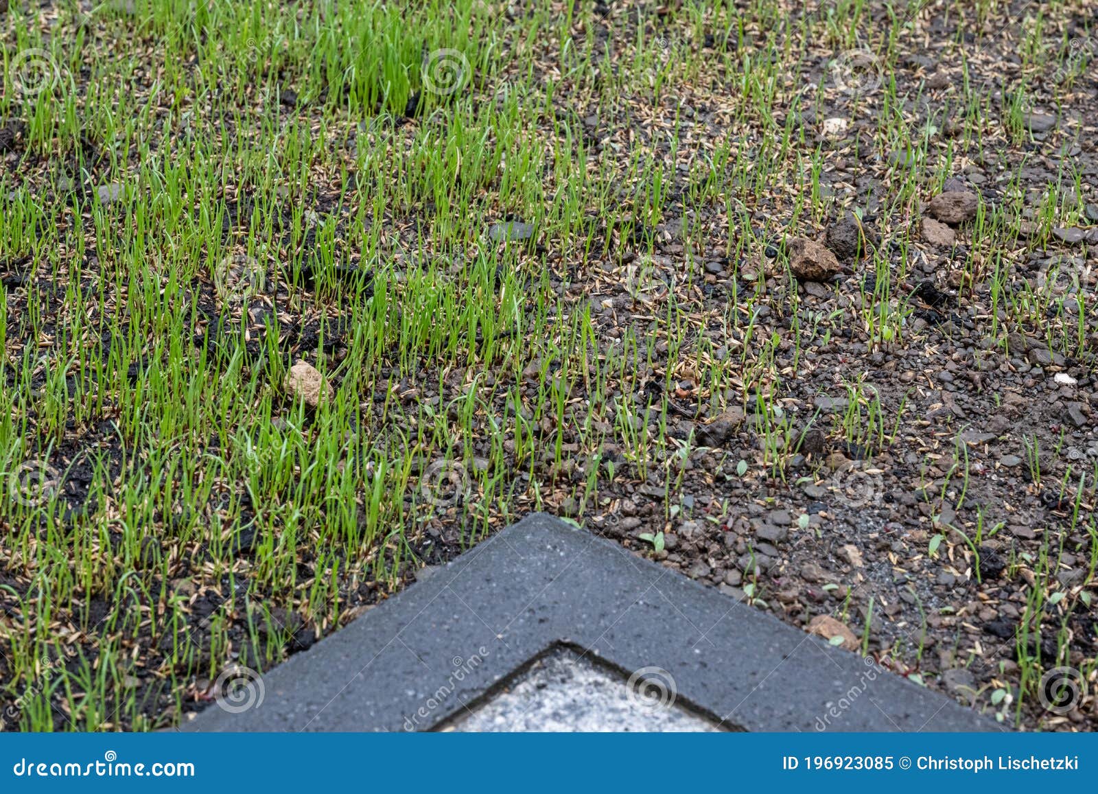 Fresh Green Spring Gras Closeup Lawn Grass Sprouting, Sowing Crops and ...