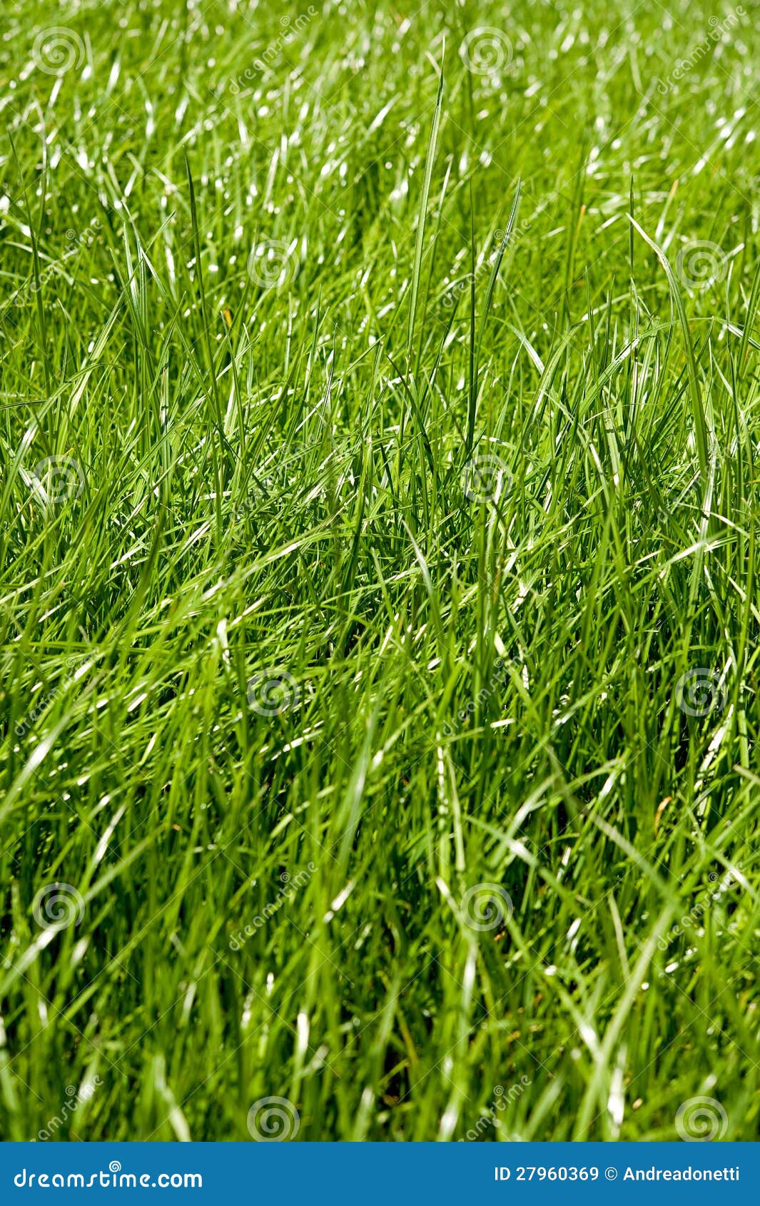 Fresh green spring grass stock image. Image of background - 27960369