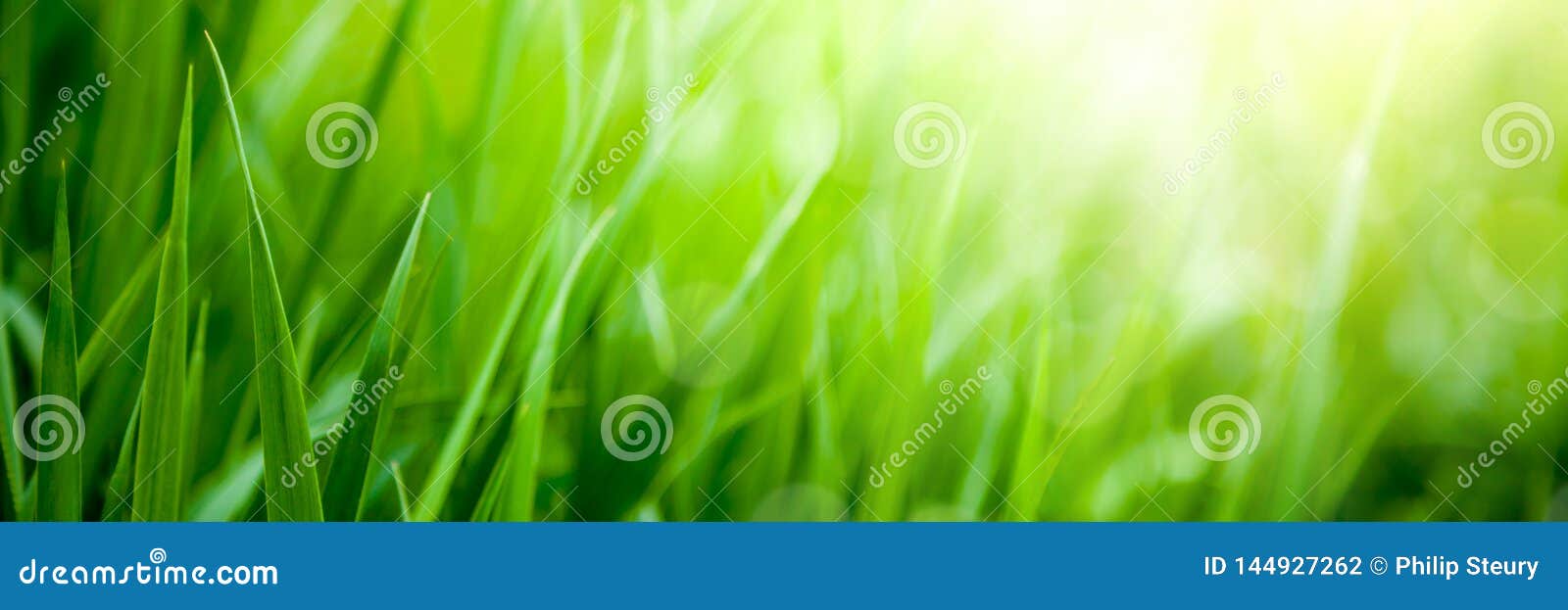 Fresh Green Spring Grass Banner Stock Photo - Image of flower, field ...