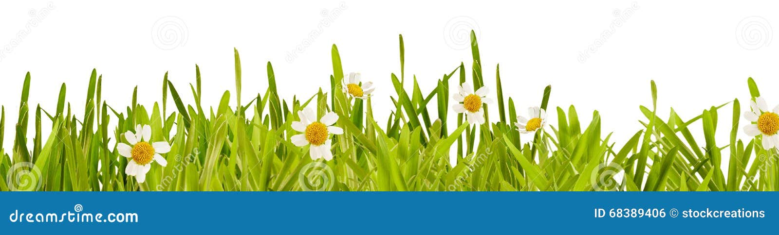 Fresh Green Spring Grass and Daisy Border Stock Photo - Image of design ...