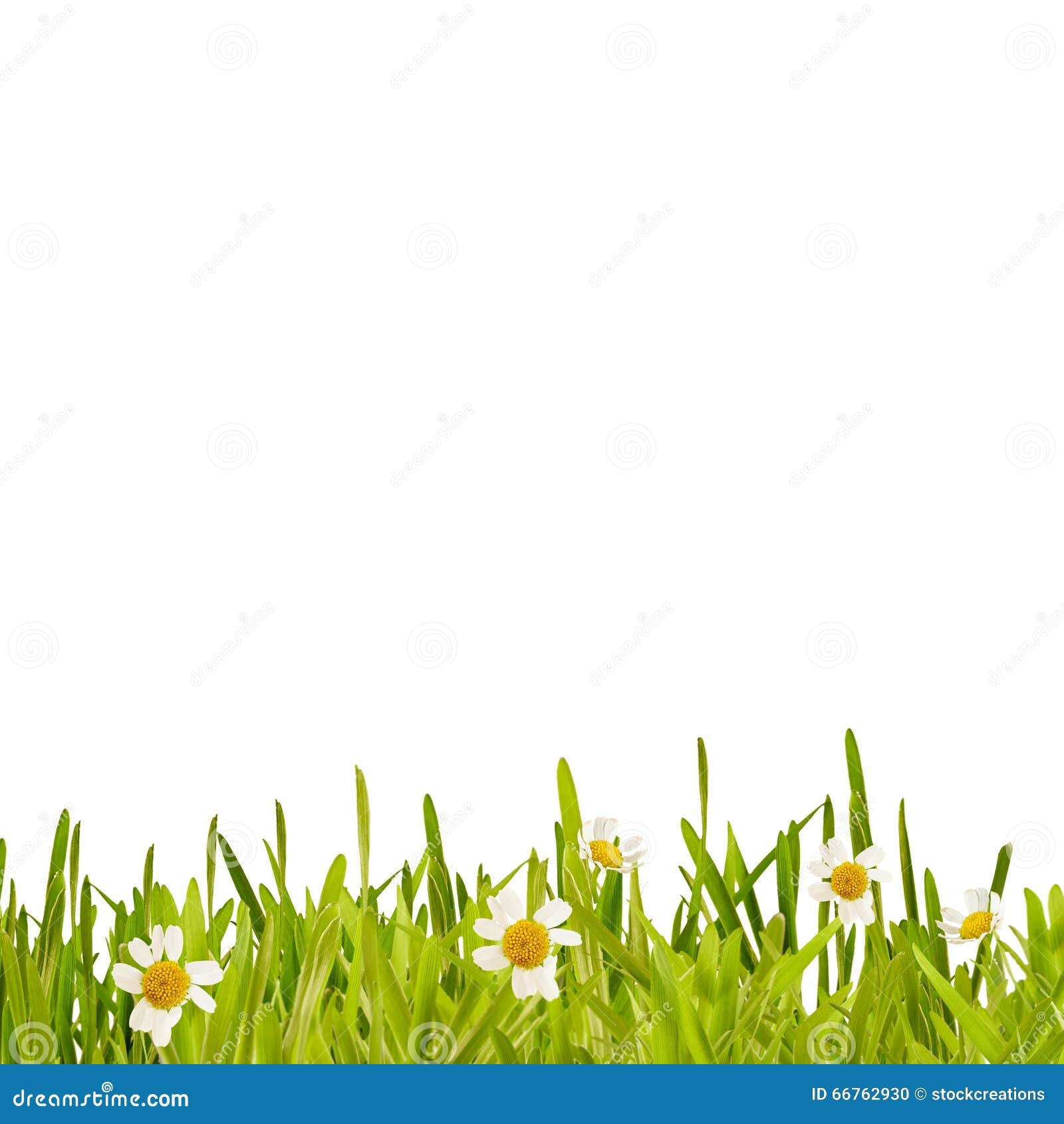 Fresh Green Spring Grass and Daisy Border Stock Photo - Image of ...