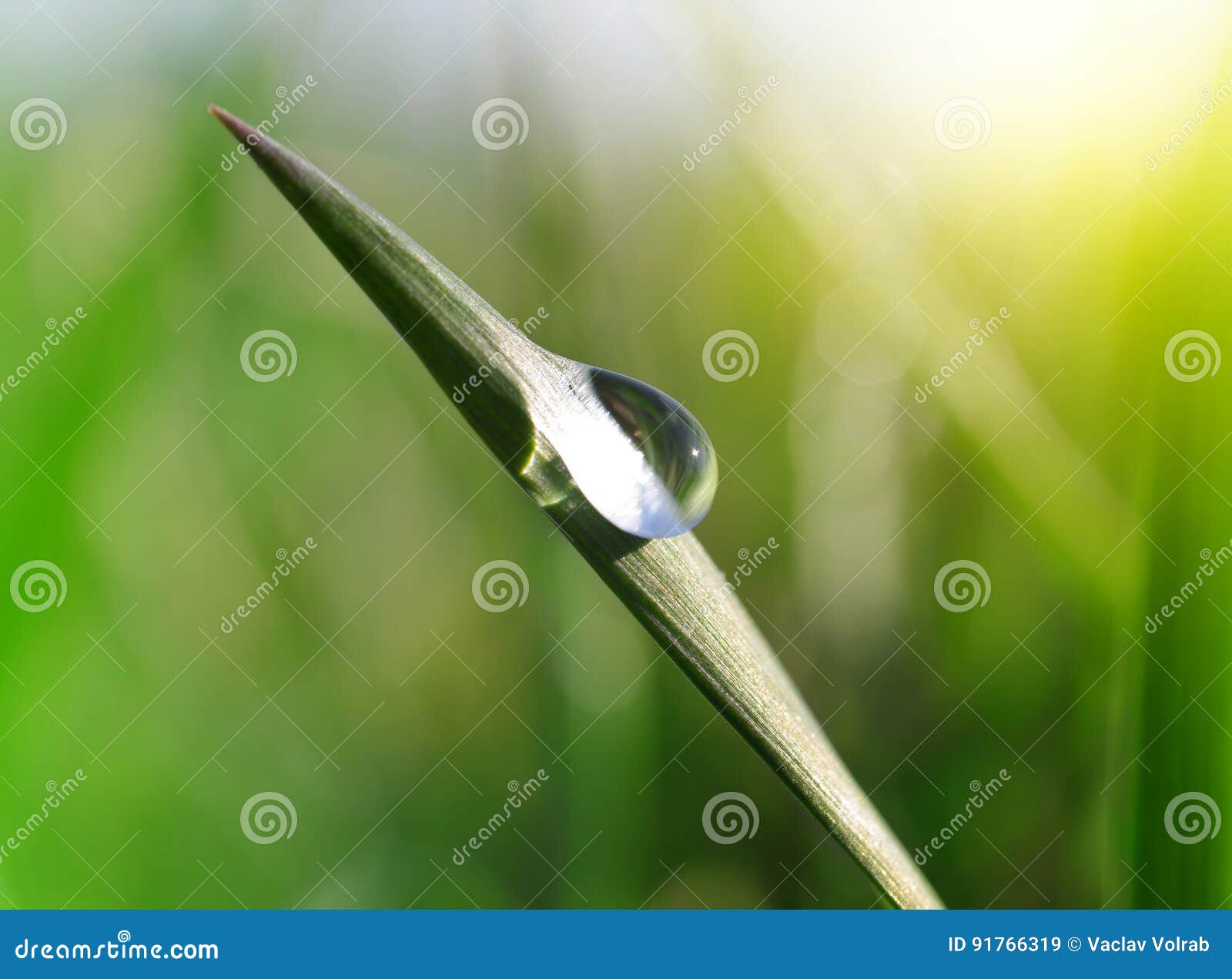 Fresh Green Spring Grass with Dew Drop Stock Image - Image of raindrop ...