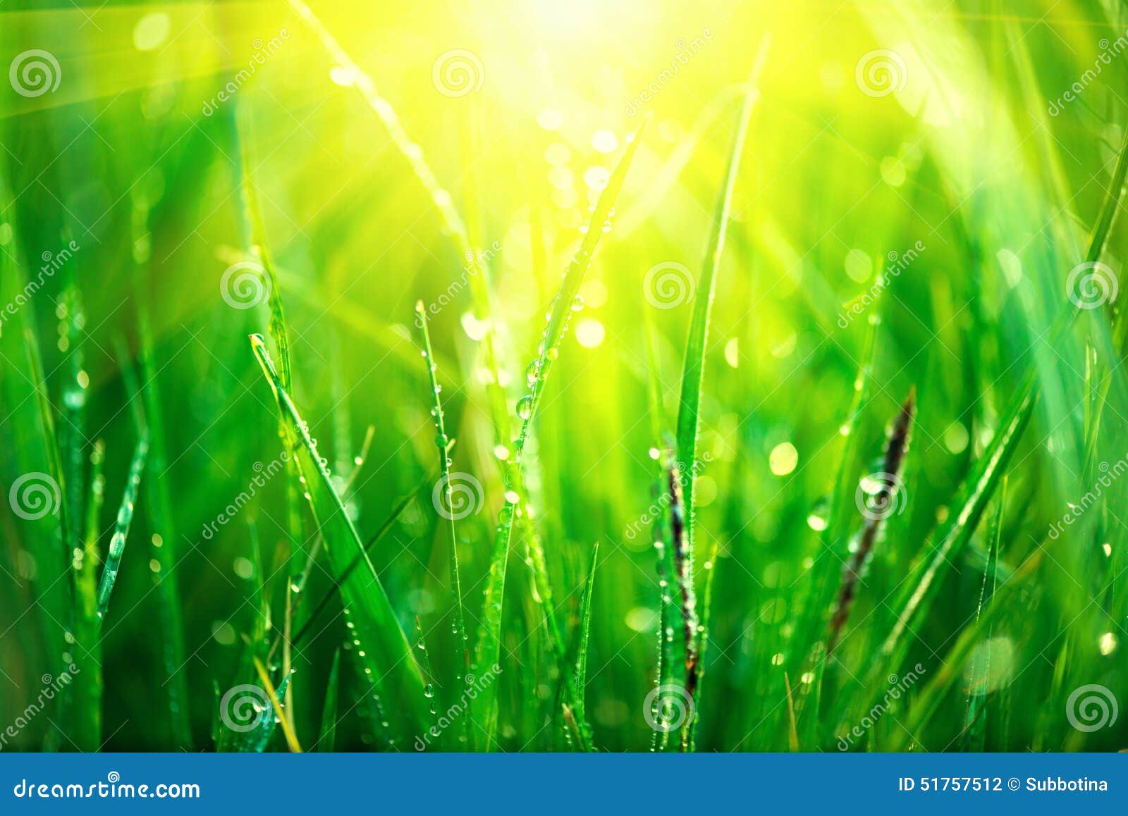 Fresh Green Spring Grass with Dew Drops Stock Photo - Image of green ...