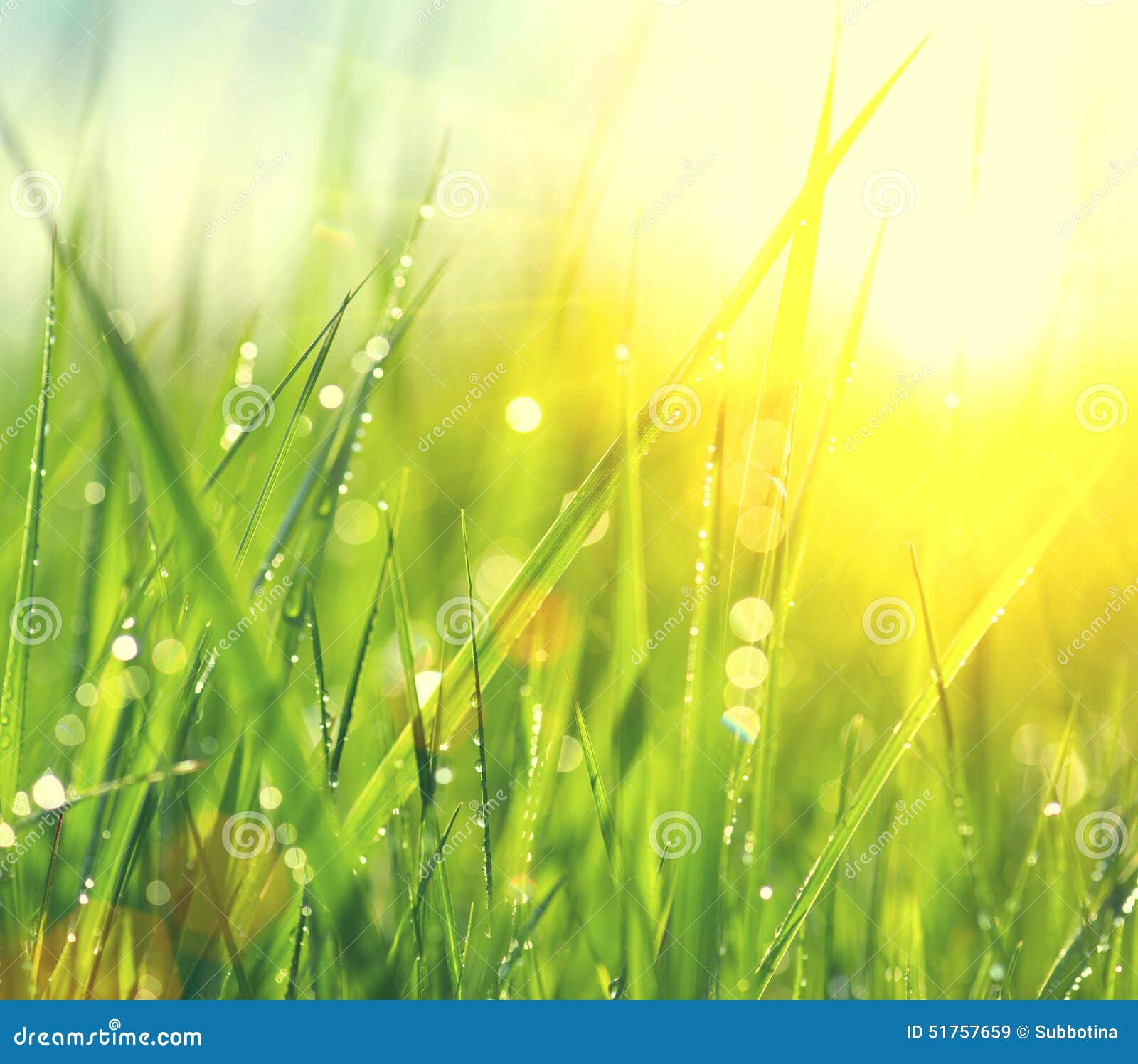 Fresh Green Spring Grass with Dew Drops Stock Image - Image of grass ...