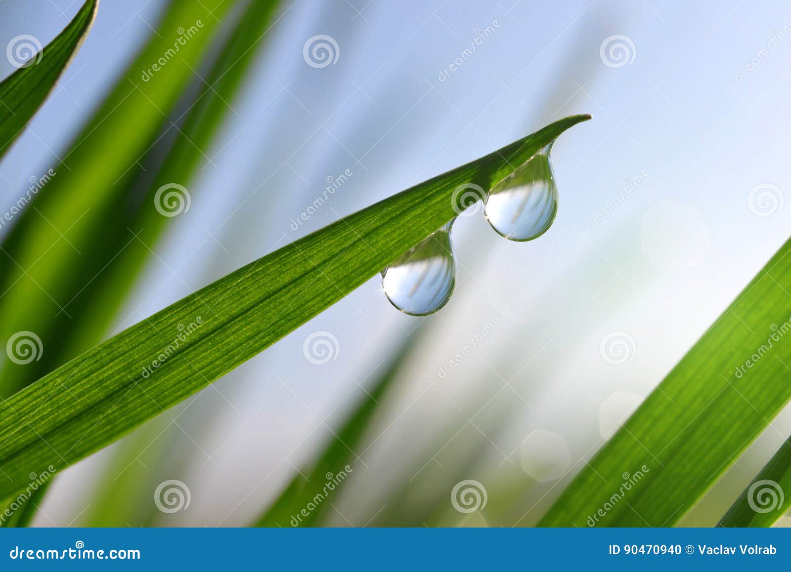Fresh Green Spring Grass with Dew Drops Stock Photo - Image of ...