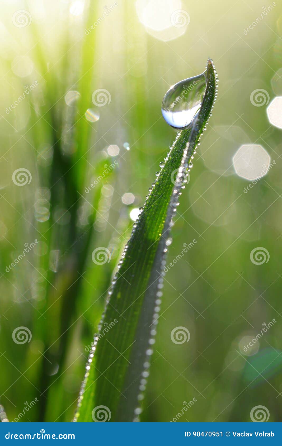 Fresh Green Spring Grass with Dew Drops Stock Image - Image of purity ...