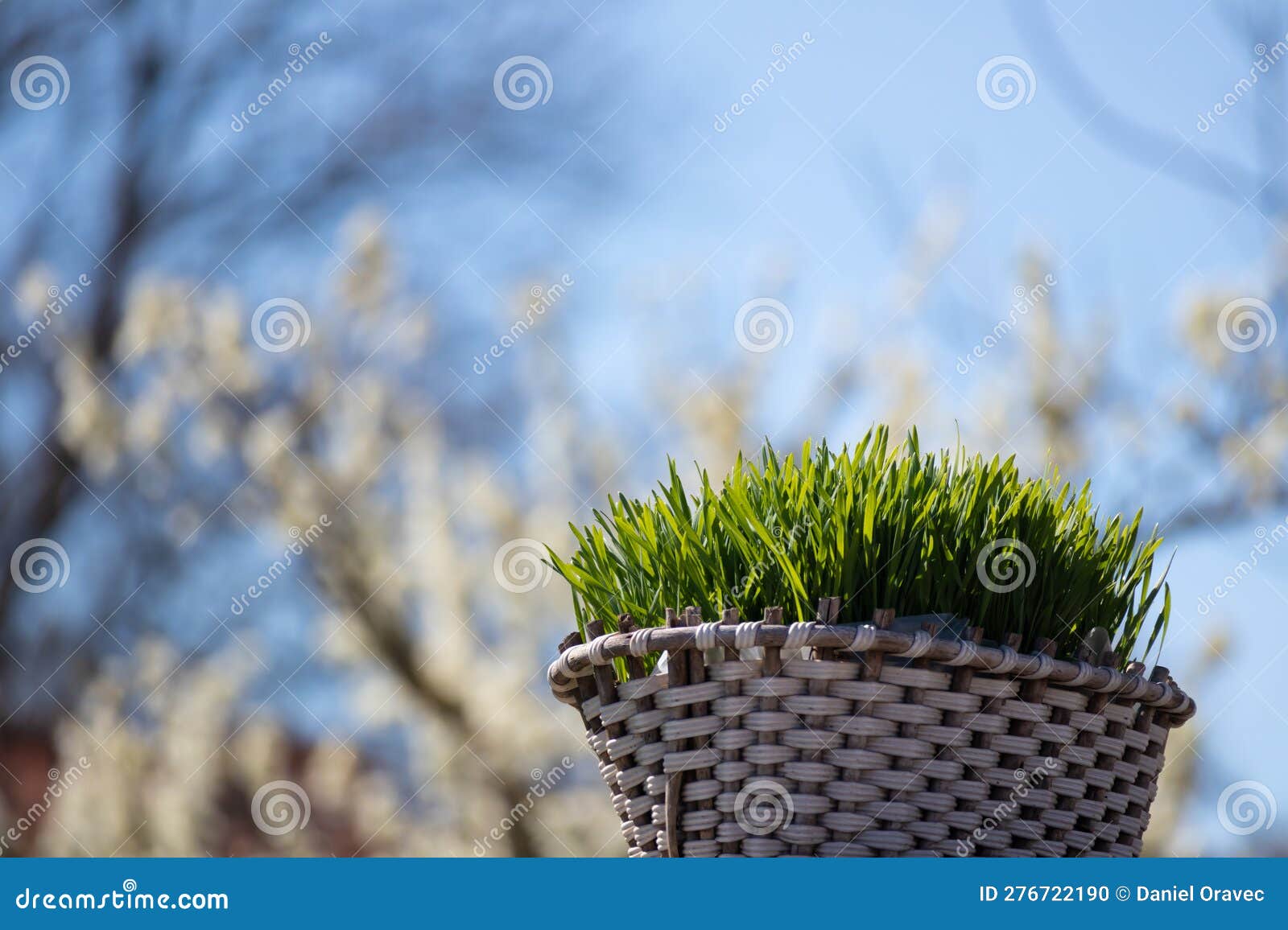 Fresh Green Spring Grass Leaves in Basket with Blurred Trees in Blossom ...