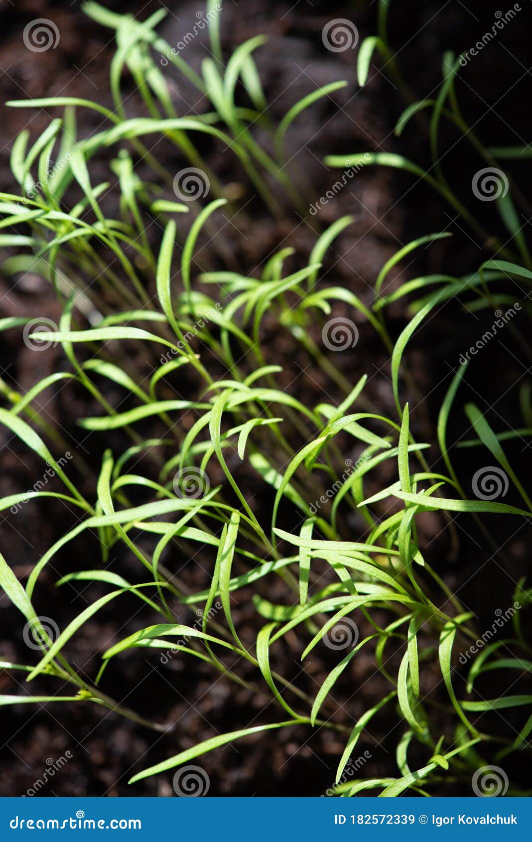 Fresh green spring grass stock image. Image of agriculture - 182572339