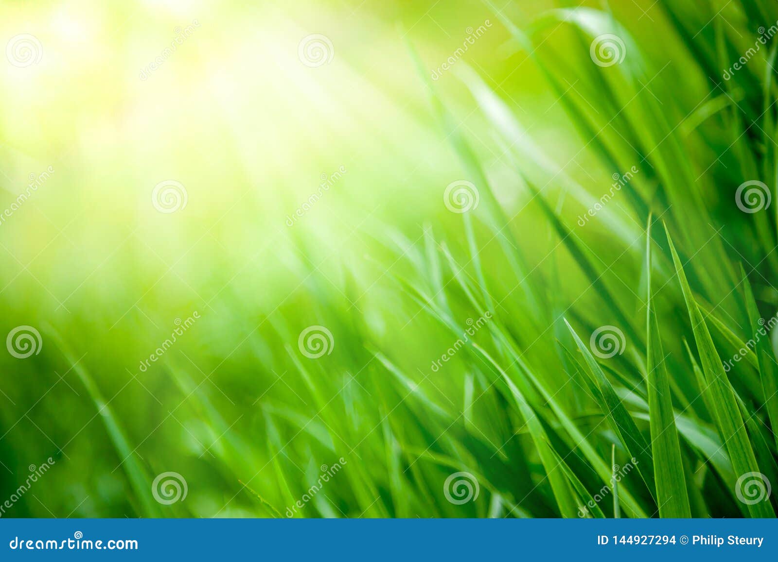 Fresh Green Spring Grass stock photo. Image of meadow - 144927294