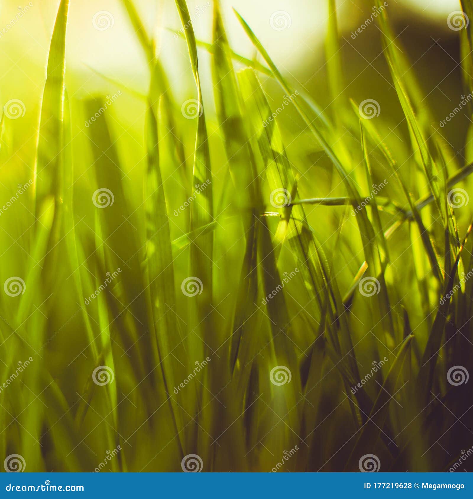 Fresh Green Spring Grass in Sunny Garden Stock Photo - Image of garden ...