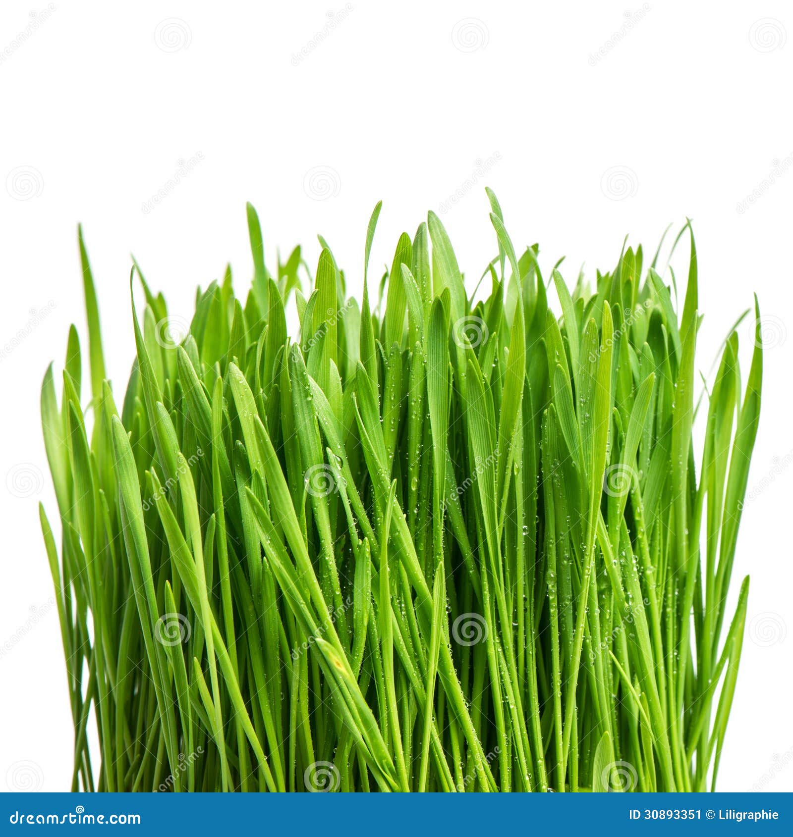 Fresh Green Spring Grass with Water Drops Stock Image - Image of ...