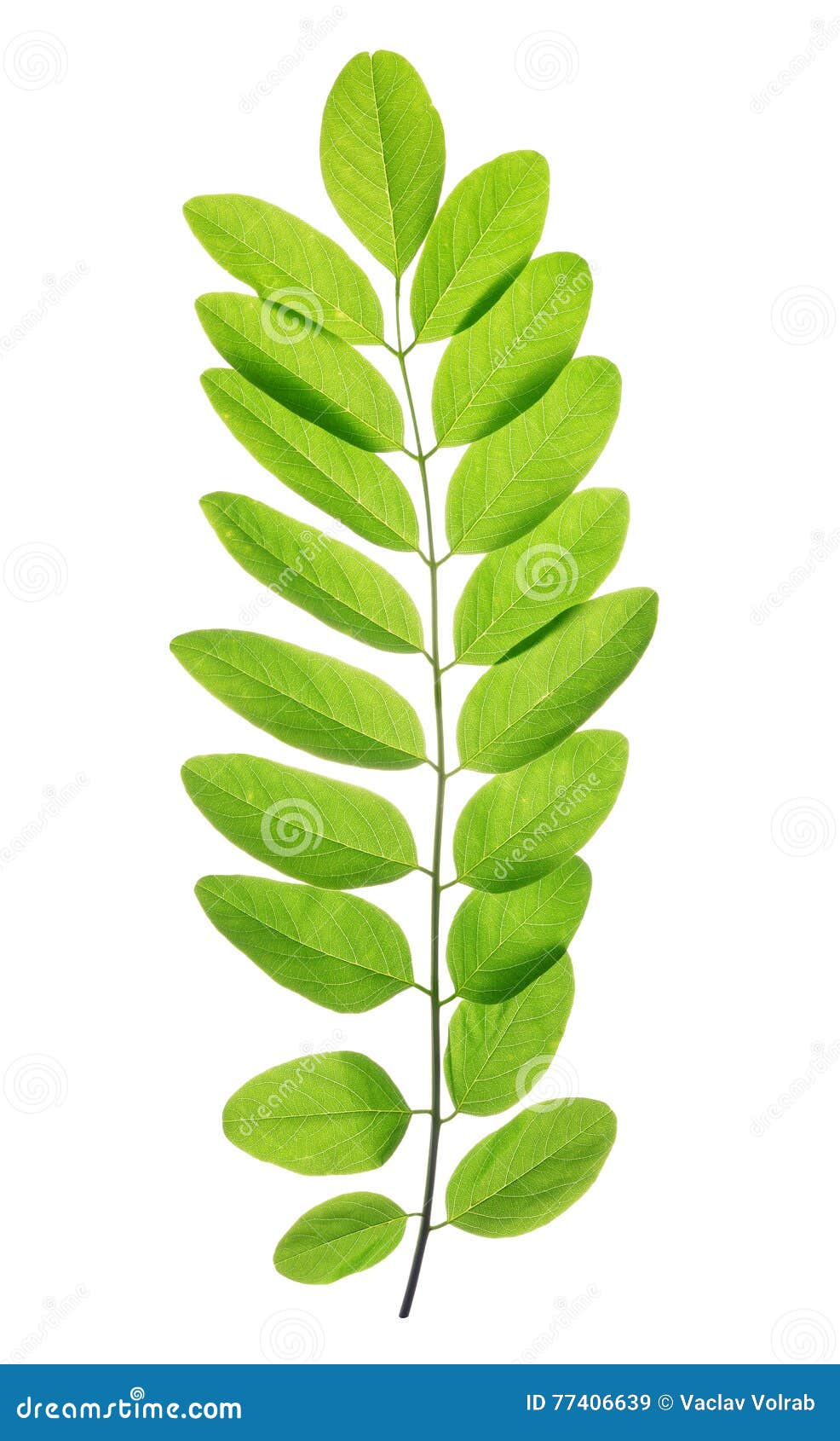 Spring Leaf Branch White Young Nettle Isolated On A White Background ...