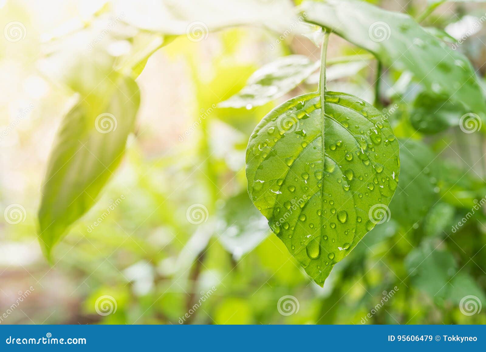 Fresh Green Spring Leaf and Water Drop Stock Image - Image of plant ...