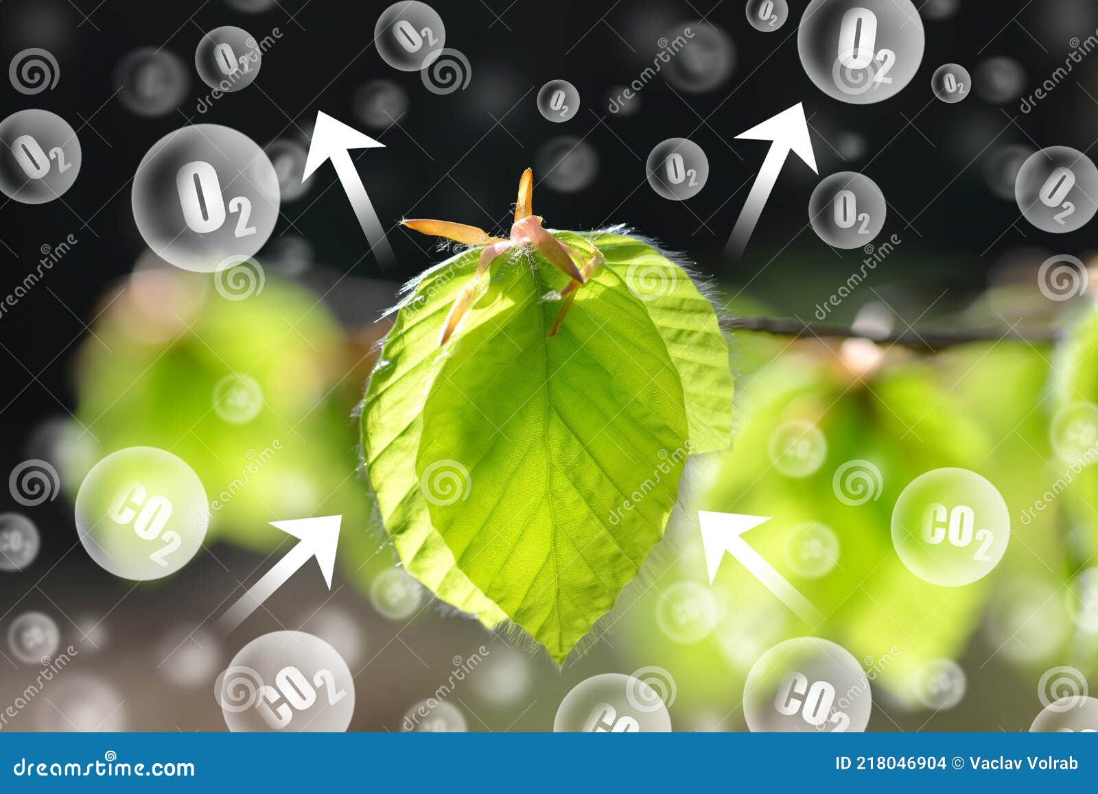 Leaves of Beech Tree on Natural Background. Carbon Dioxide Absorption ...