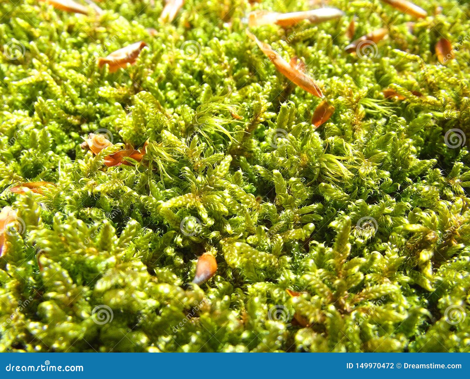 Fresh Green Spring Moss Under Trees in Beech Forest Stock Photo - Image ...