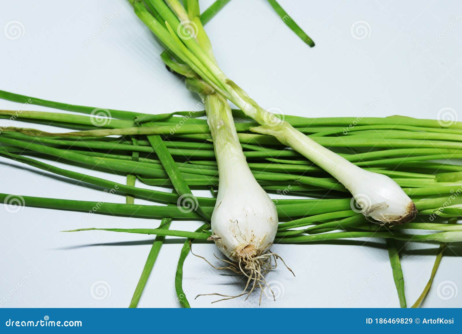 Fresh Green Spring Onion with Roots on an Isolated White Background ...