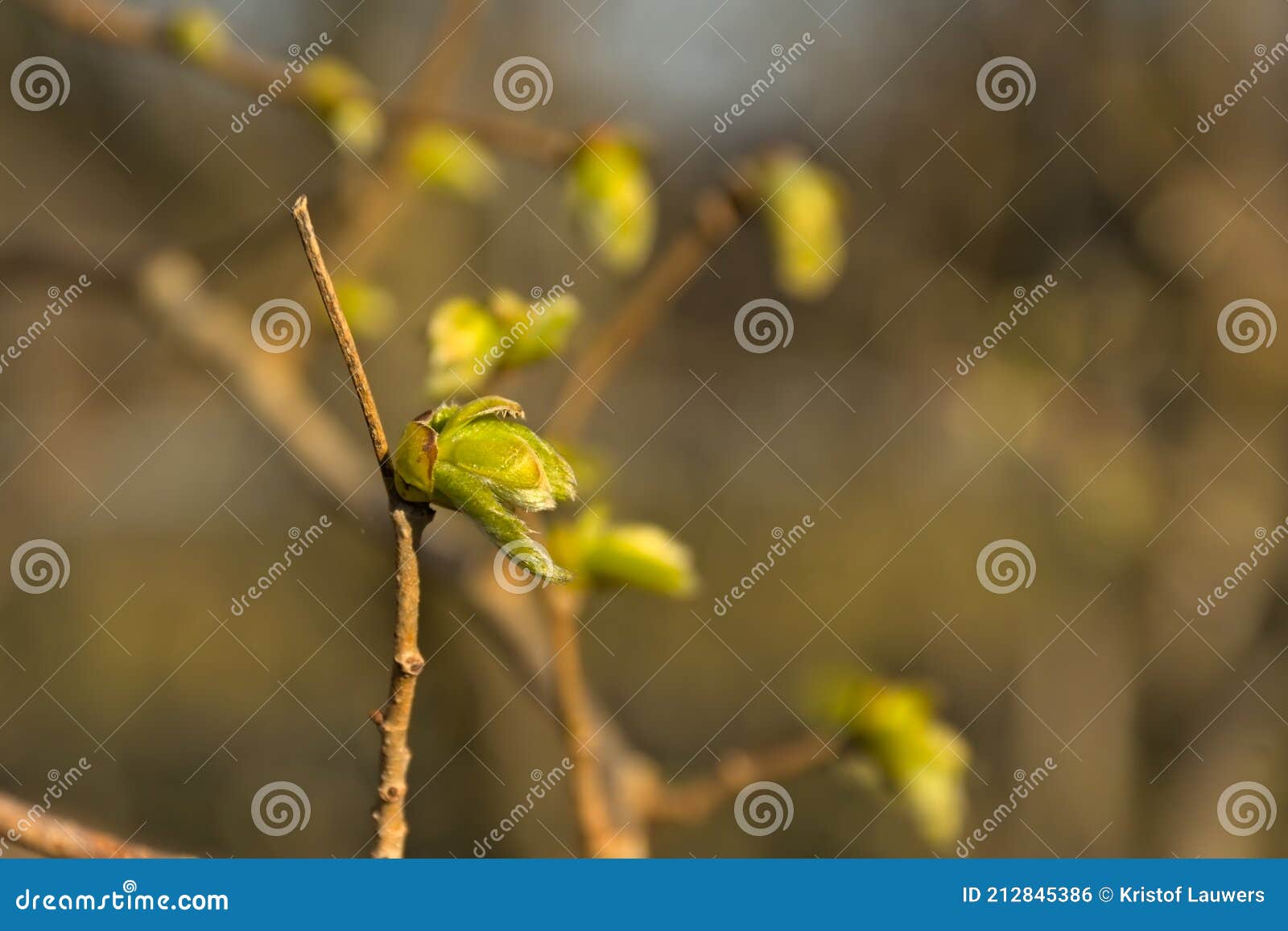 Sprouting Leafs of an Elm Tree in Early Spring Stock Photo - Image of ...