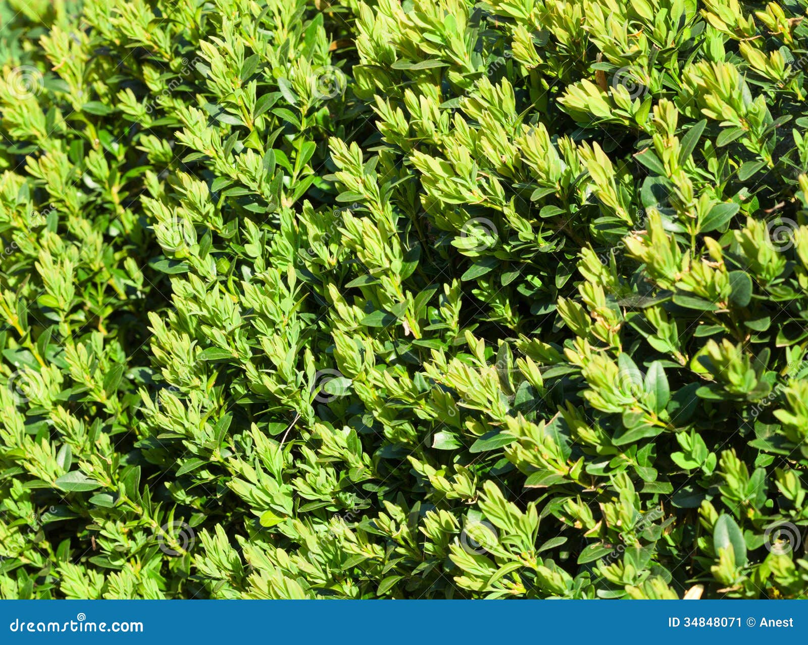 Fresh Green Sprouts of Box Tree Stock Image - Image of herbal, flora ...