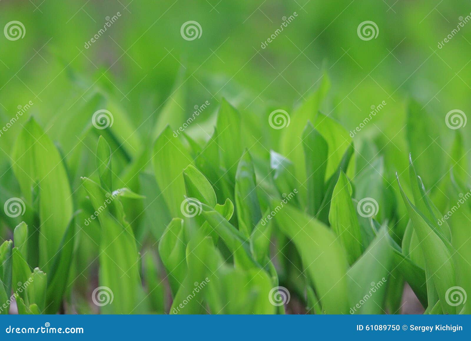 Fresh green sprouts stock photo. Image of blur, fresh - 61089750