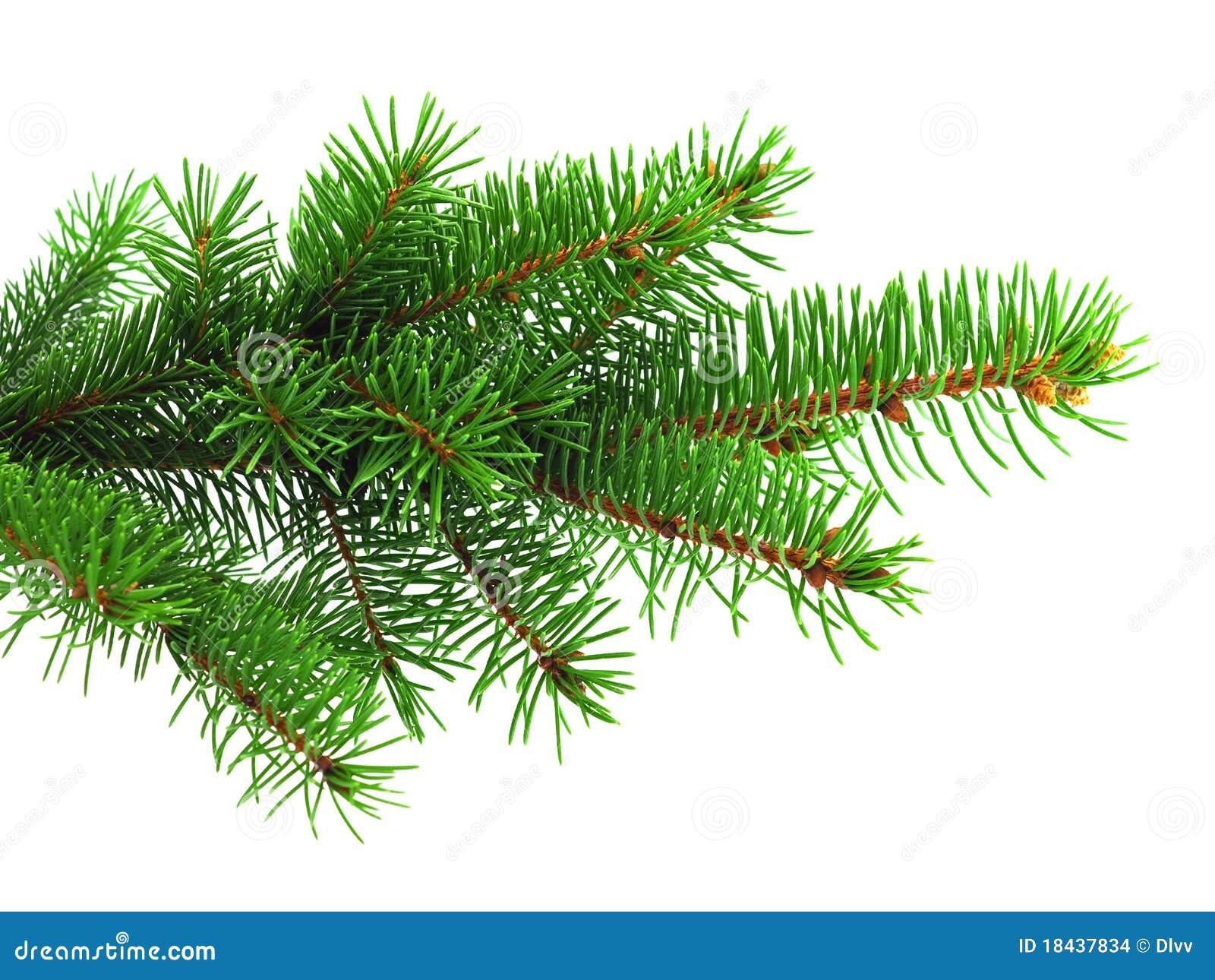 Fresh green spruce branch stock photo. Image of needle - 18437834