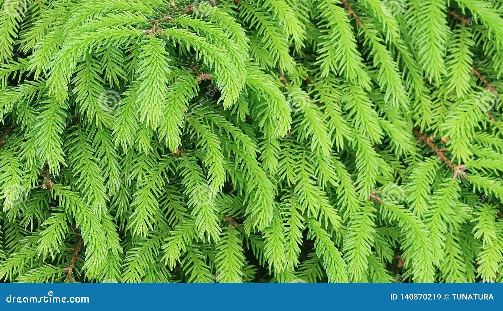 Fresh Green Spruce Conifer Branches Close Up, Organic Texture Stock ...