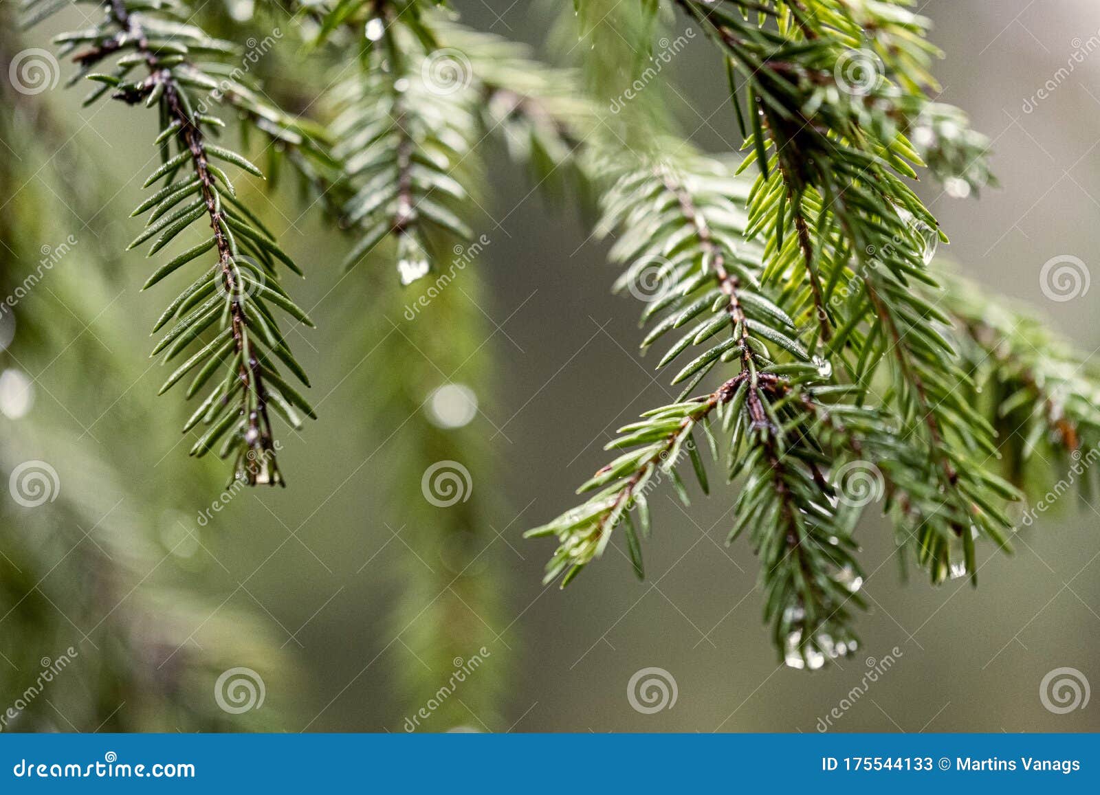 Fresh Green Spruce Tree Leaves in Forest Stock Image - Image of spruce ...