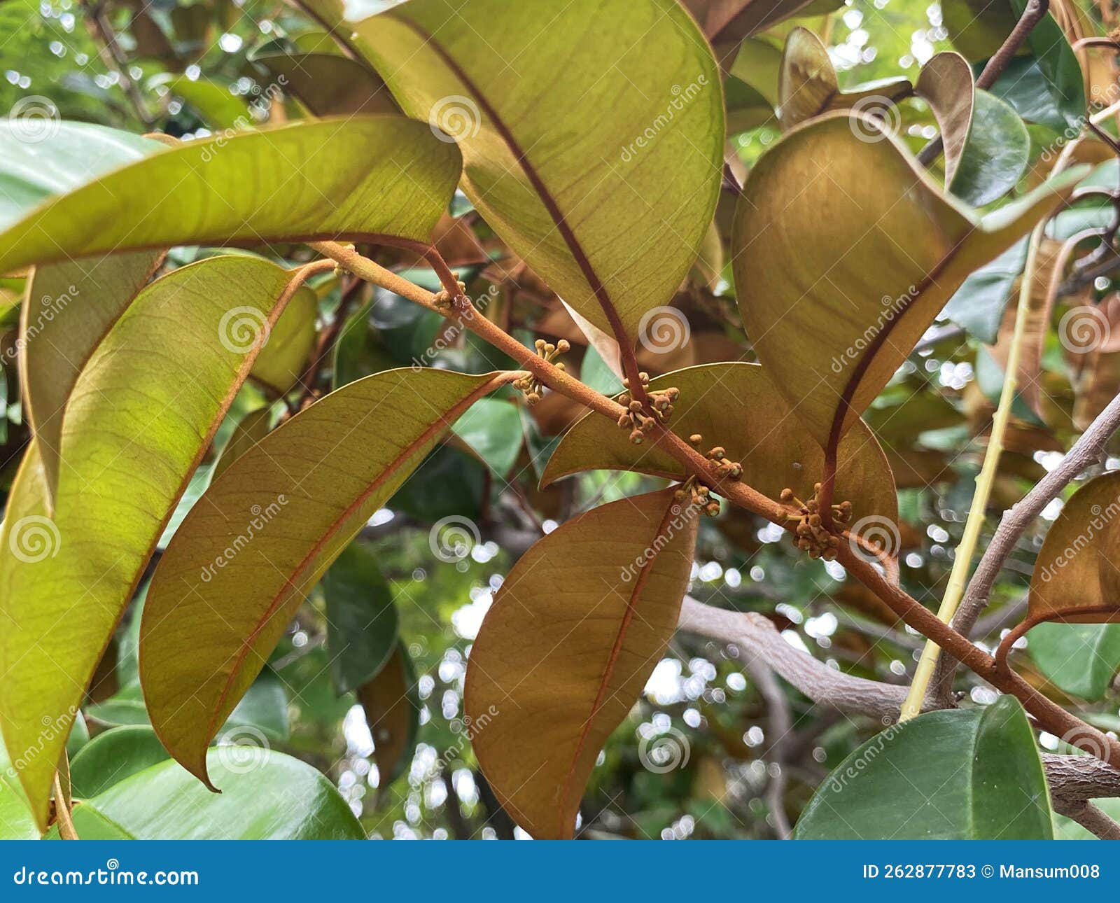 Green Star Apple Leaves of a Tree Stock Image - Image of leaf, cainito ...