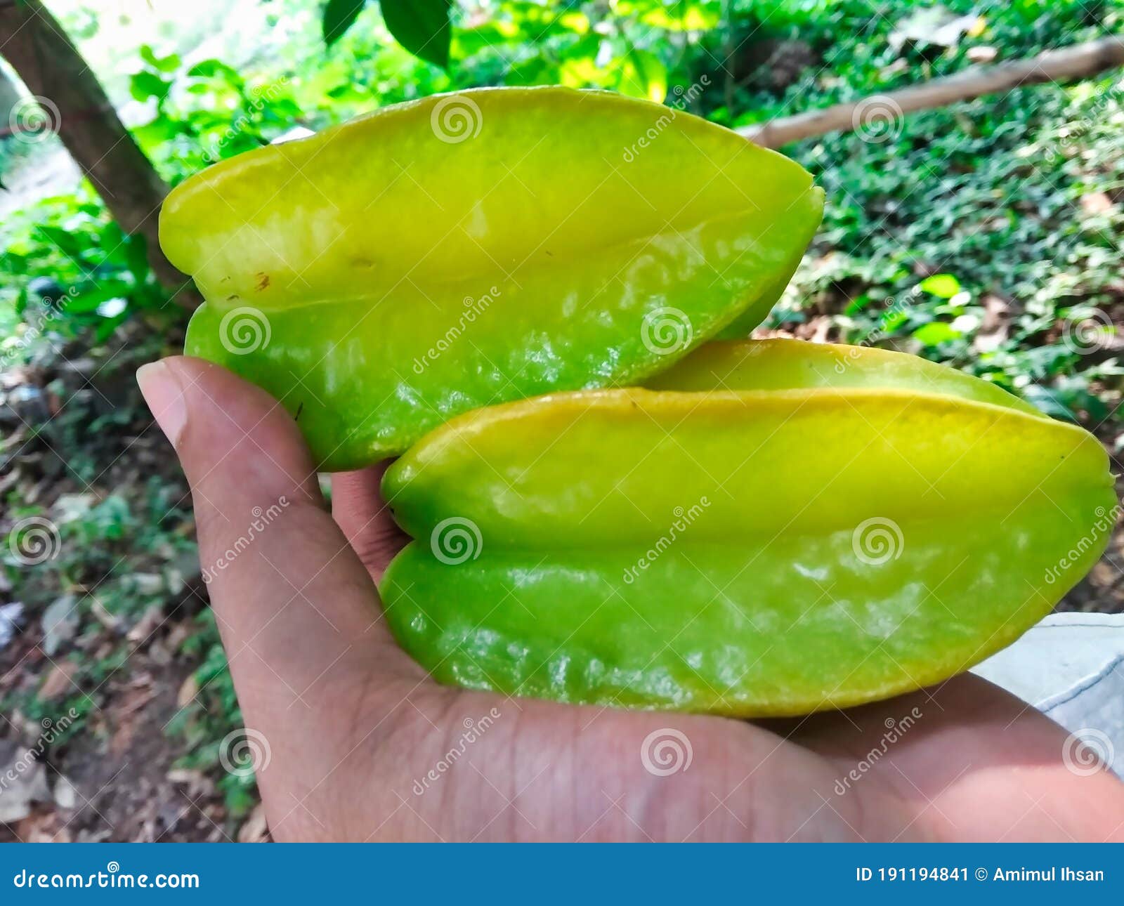 Fresh Green Star Fruit in the Hand Stock Image - Image of guyana ...